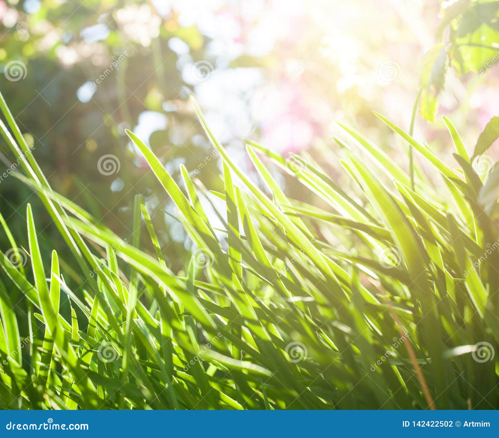 Bright Green Grass Background in Sunny Day Stock Photo - Image of light ...