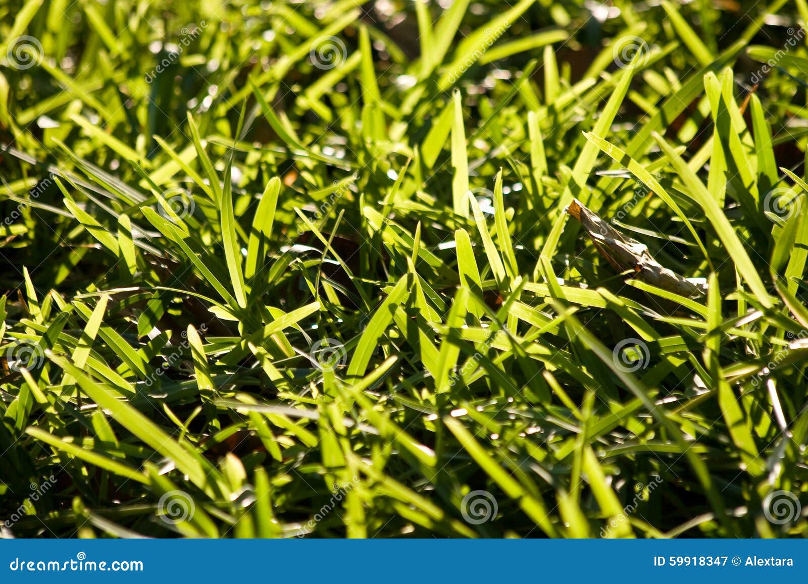 Bright Green Grass Background Texture. Stock Image - Image of beautiful ...