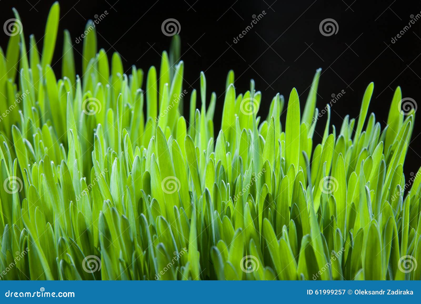Bright green grass stock image. Image of vibrant, macro - 61999257