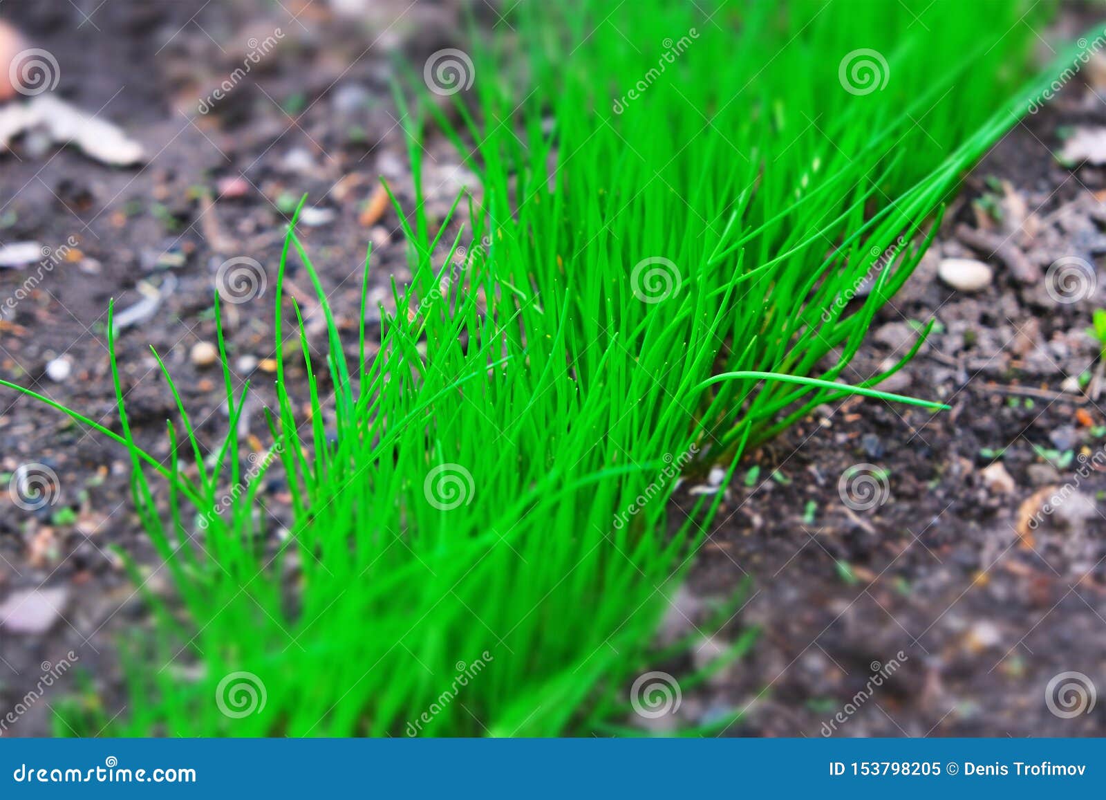 Diagonal Close Detail Of A Pavement Crack Stock Image | CartoonDealer ...