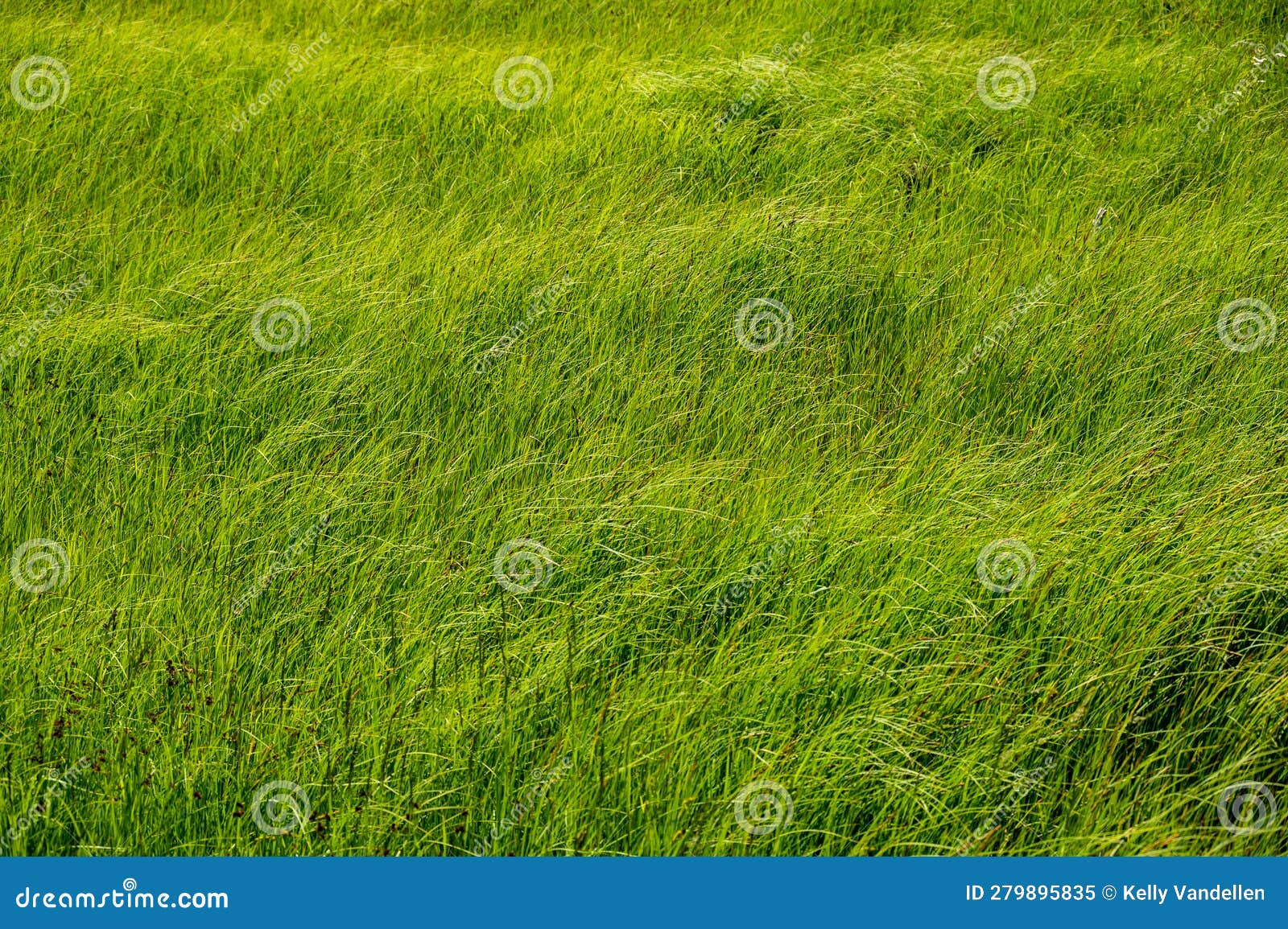 Bright Green Grass Blows in the Wind Stock Image - Image of holmes ...