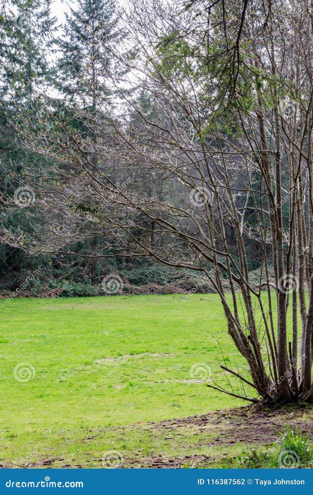 Multi Trunk Tree Near Forest Clearing Stock Photo - Image of clearing ...