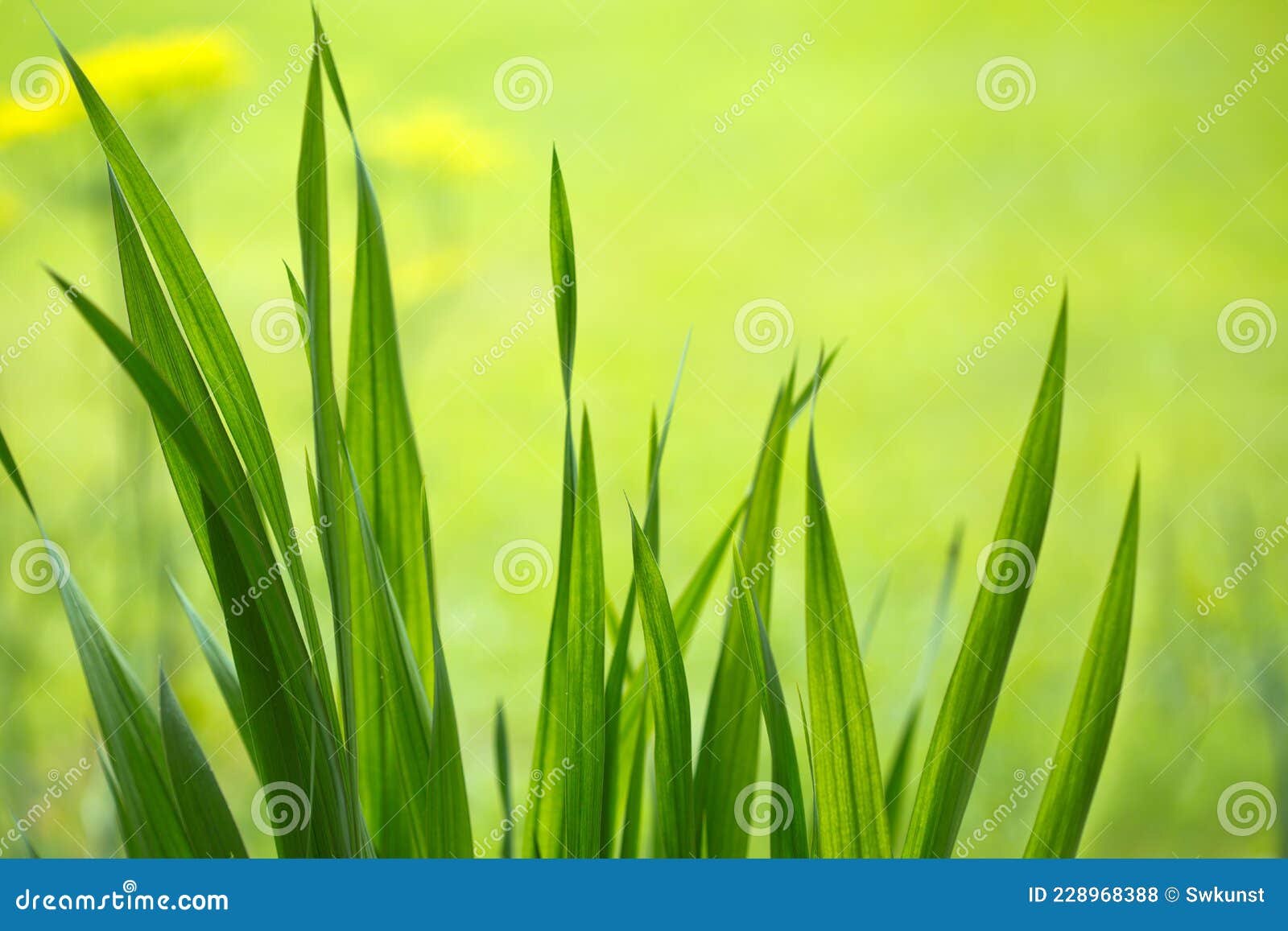 Bright Green Grass Field with Sunlight Bokeh Background Stock Photo ...