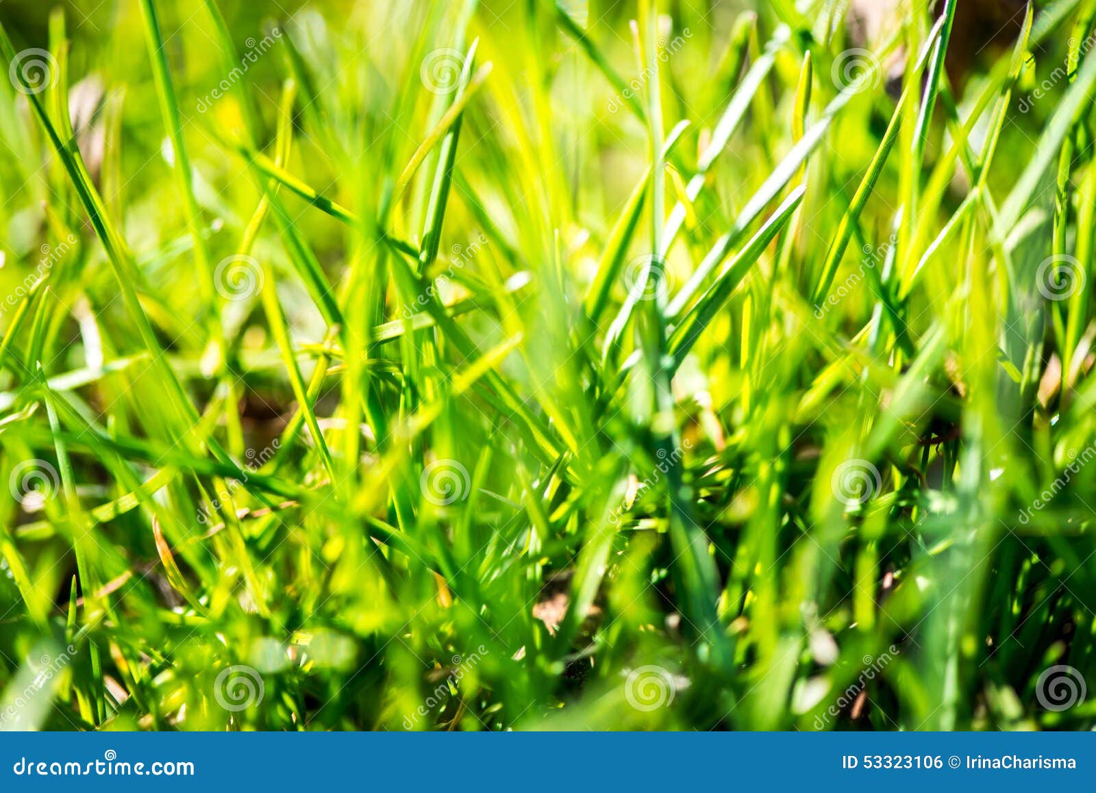 Bright green grass stock photo. Image of freshness, drop - 53323106