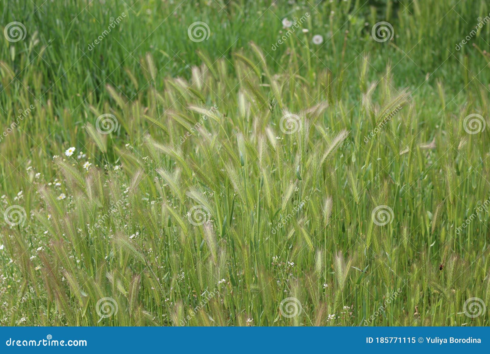 Bright Green Grass Grows in Spring Stock Image - Image of grows ...