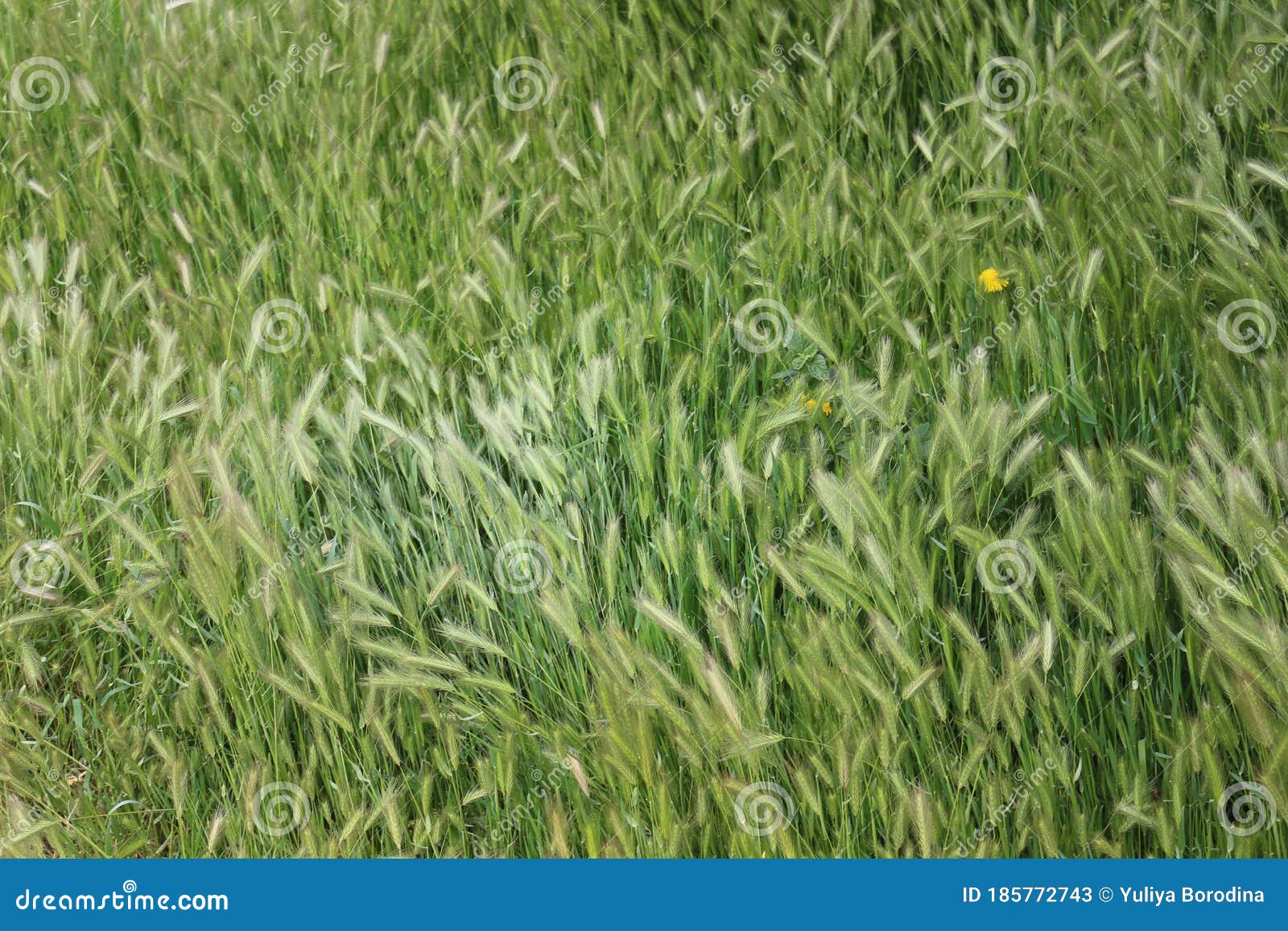 Bright Green Grass Grows in Spring Stock Image - Image of nature, grows ...