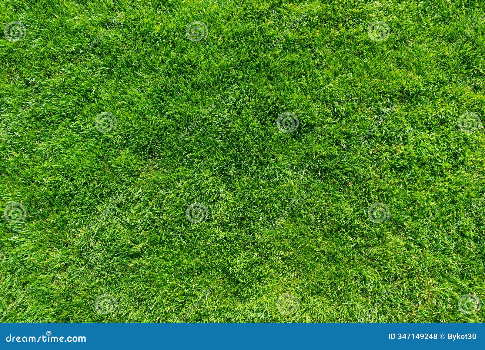 Bright Green Grass on the Lawn. Natural Background Stock Photo - Image ...