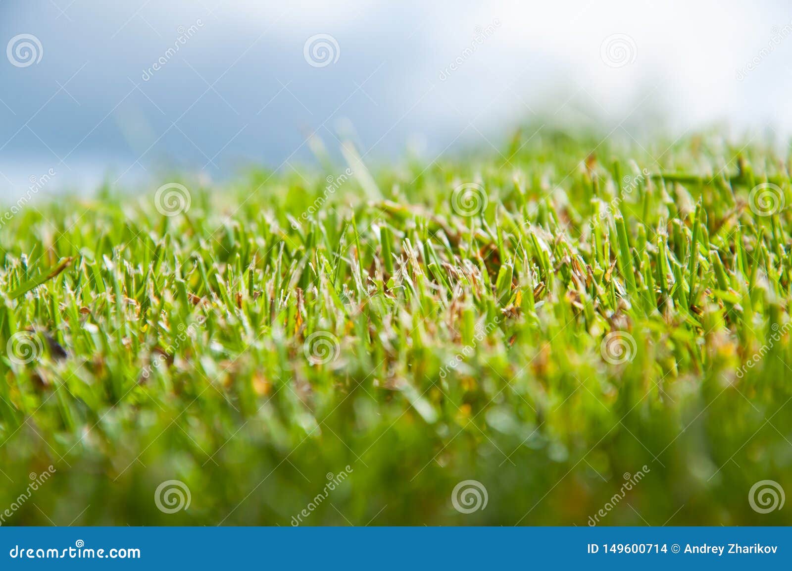 Bright Green Grass on a Lawn in the Summer. the Sun is Shining Stock ...