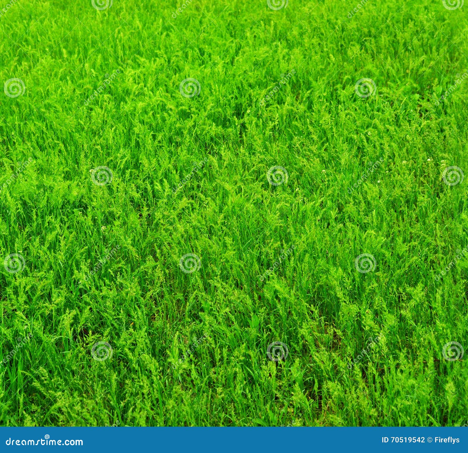 Bright green grass. stock photo. Image of meadow, abstract - 70519542