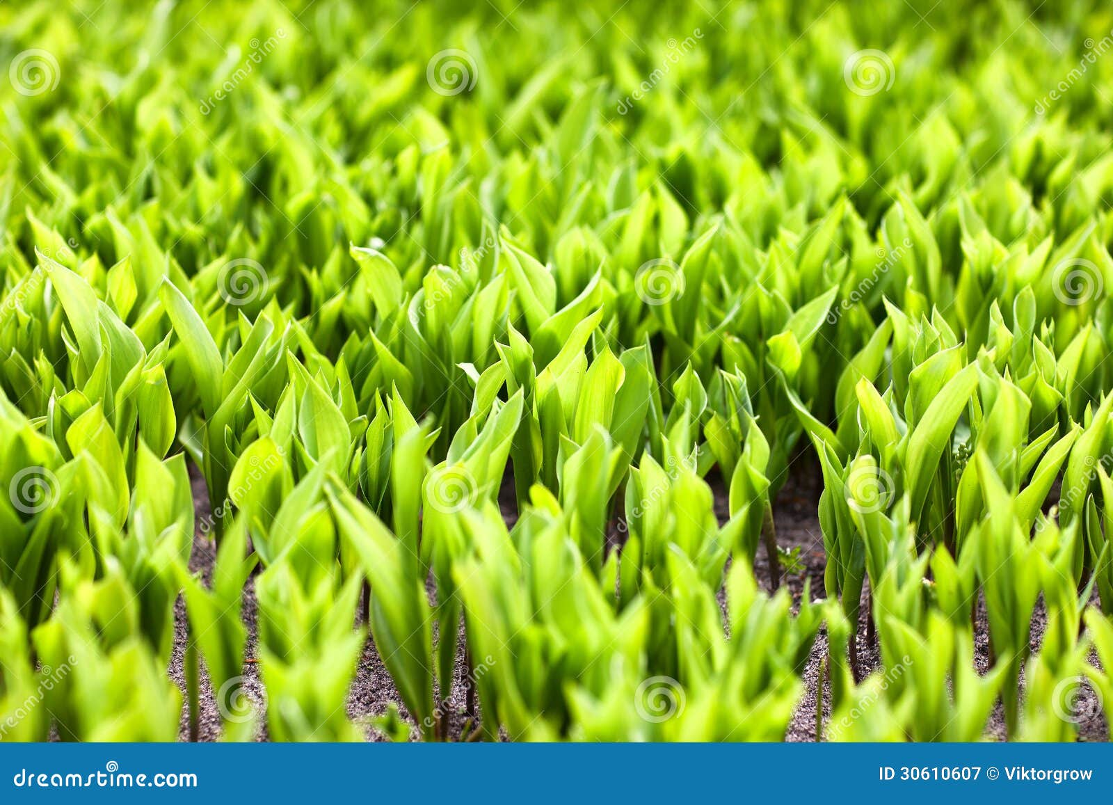 Bright Green Grass in the Spring Stock Image - Image of leaf, macro ...