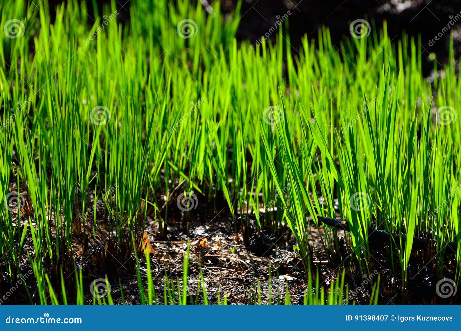 Bright Green Grass in Spring. Stock Image - Image of garden, scenic ...