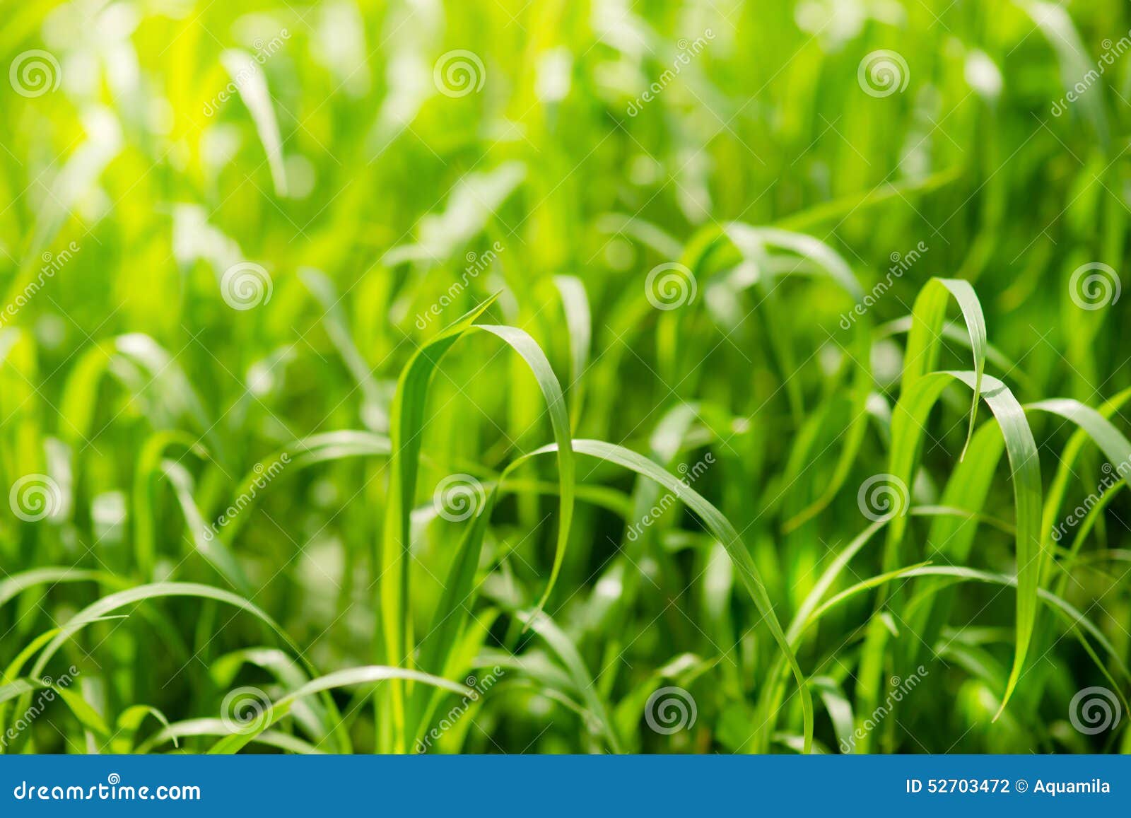 Bright Green Grass on Summer Field in Sunny Day Stock Photo - Image of ...