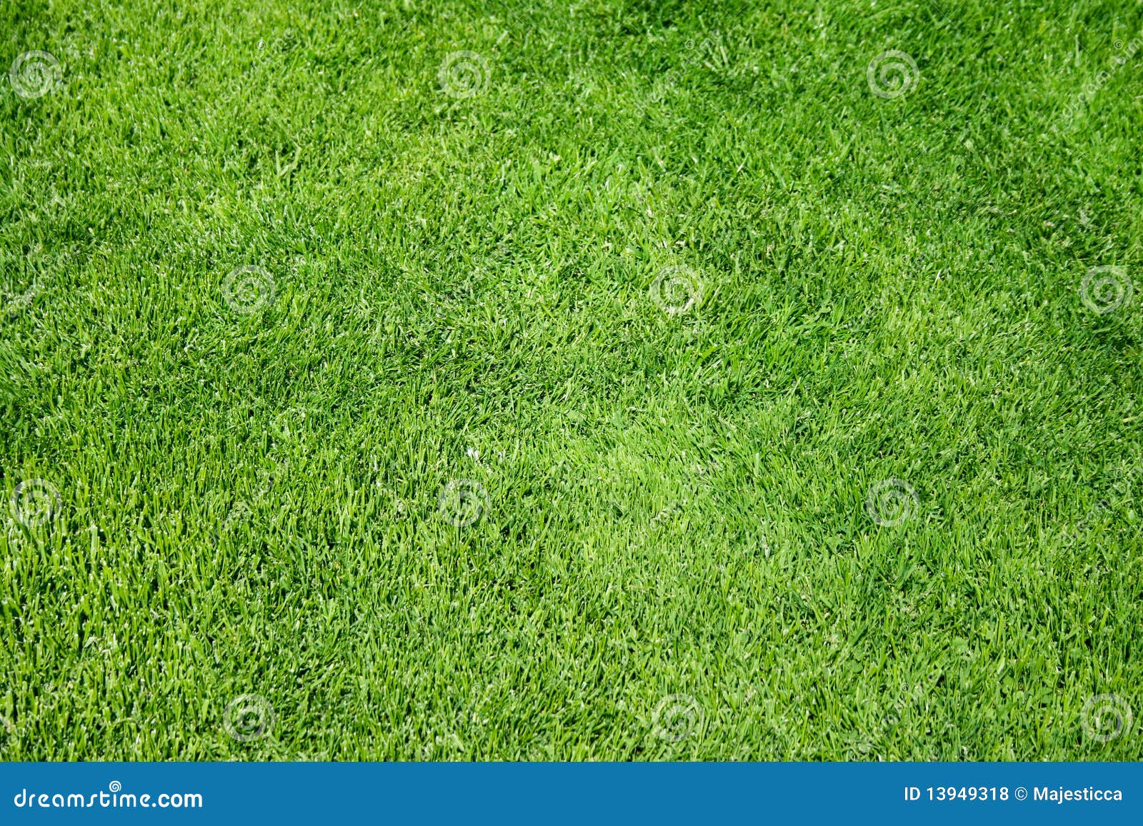 Bright green grass texture stock photo. Image of lawn - 13949318