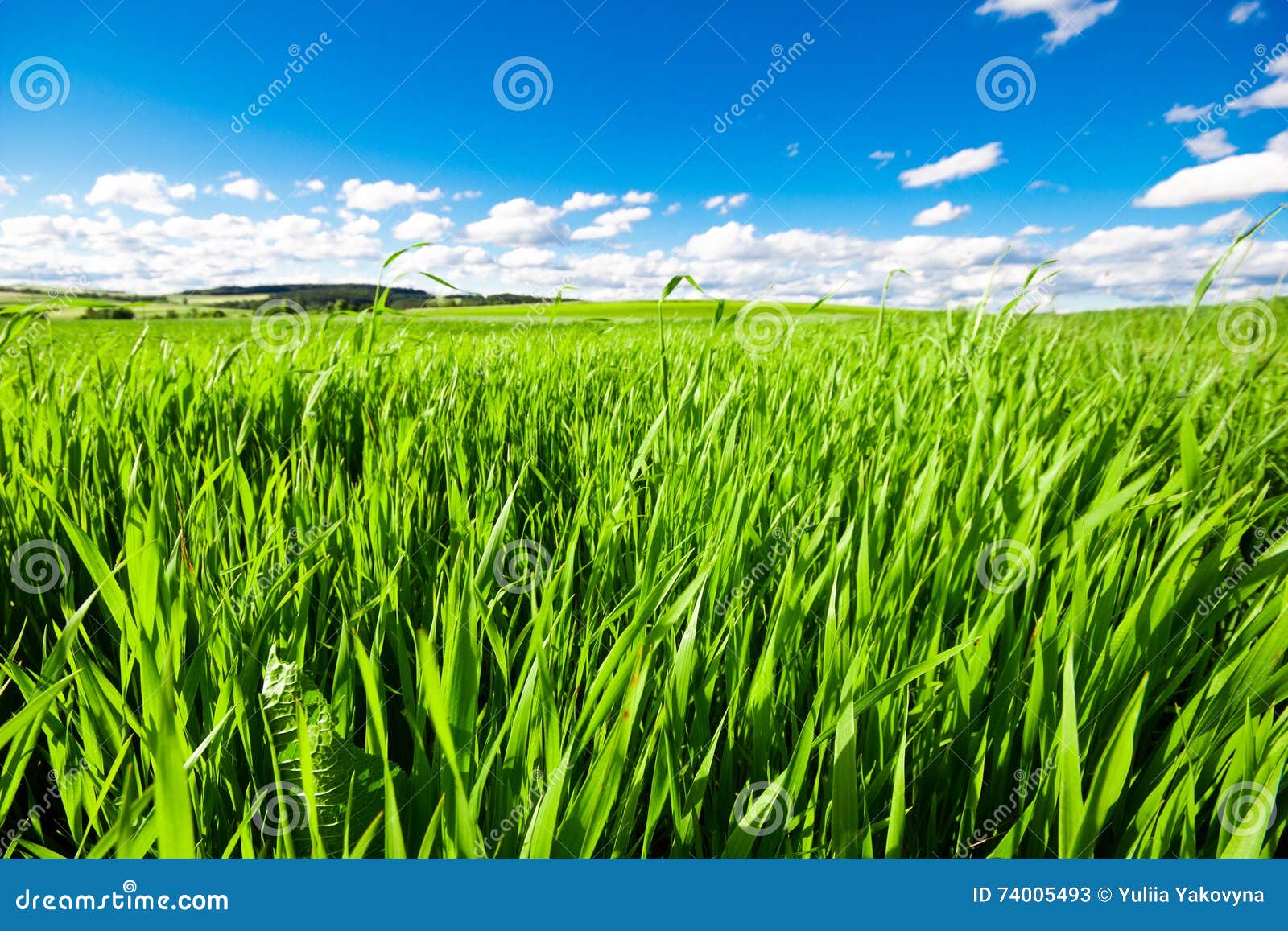 Bright Green Grass Under a Blue Cloudy Sky. Stock Image - Image of ...