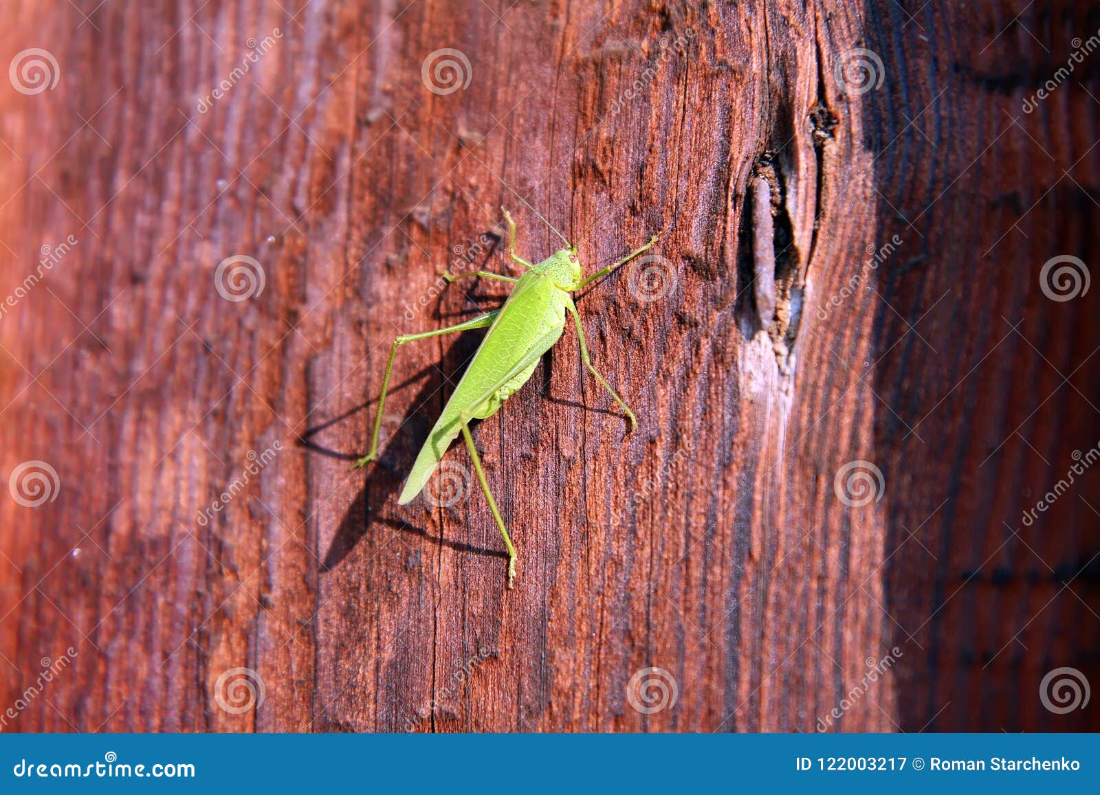 Bright Green Grasshopper on the Bark of a Tree Stock Image - Image of ...