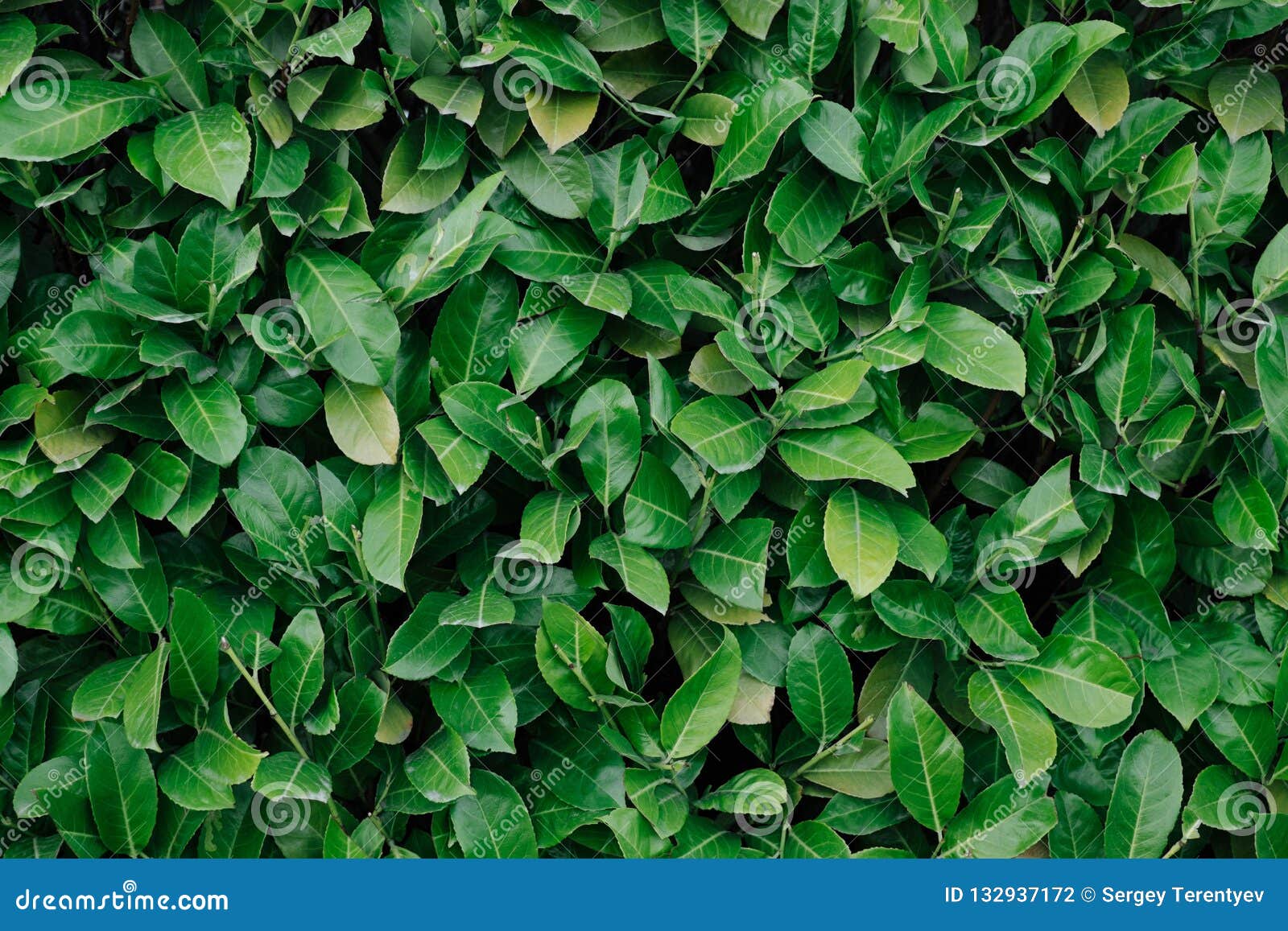 Bright green hedge stock photo. Image of hedge, background - 132937172