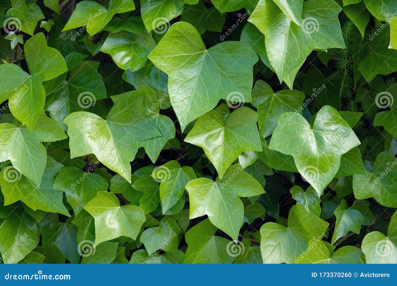 Bright Green Ivy Background Stock Photo - Image of evergreen, botany ...
