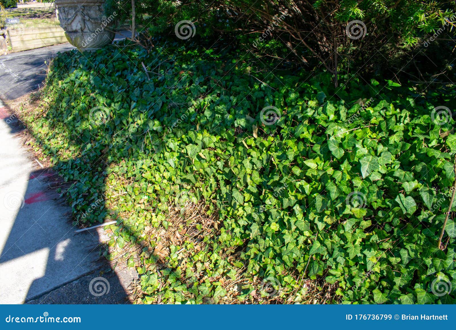 Bright Green Ivy on a Path stock image. Image of outside - 176736799
