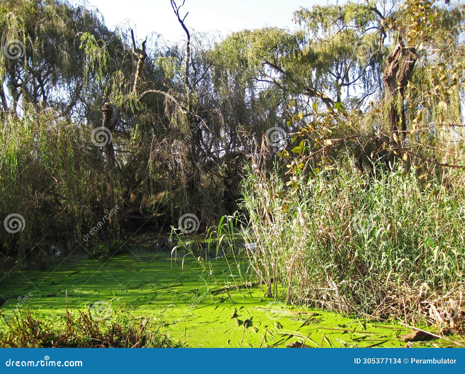 BRIGHT GREEN LAYER of ALGAE on STAGNANT WATER NEXT TO REEDS Stock Photo ...