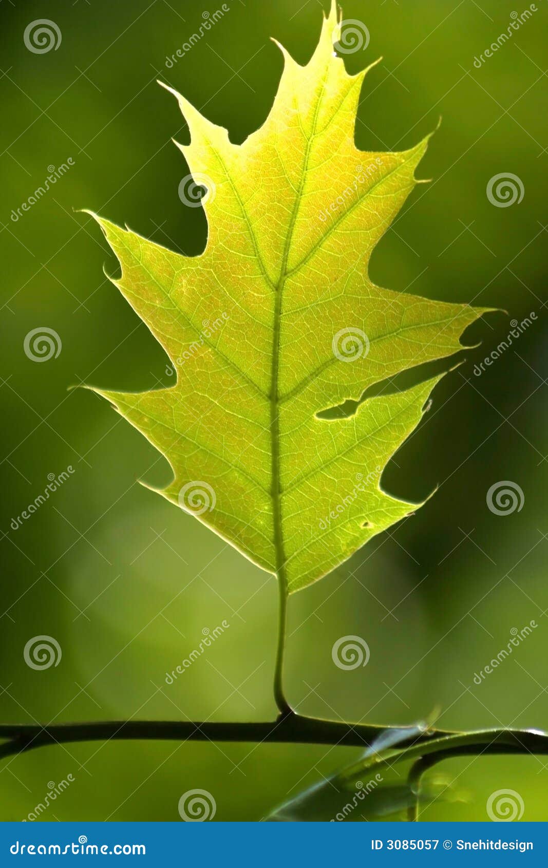 Bright Green Leaf stock image. Image of seasonal, green - 3085057