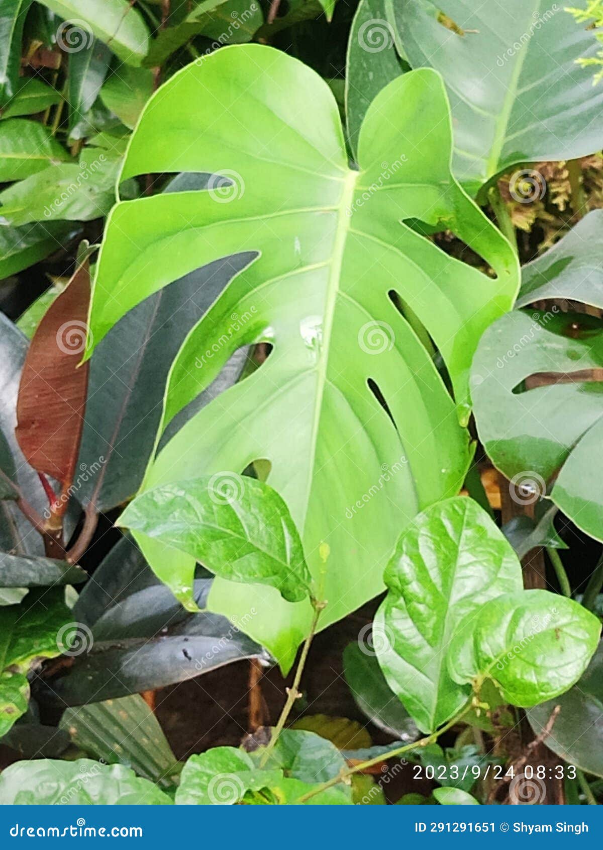 Bright Green Leaf with Notches Around Stock Image - Image of green ...