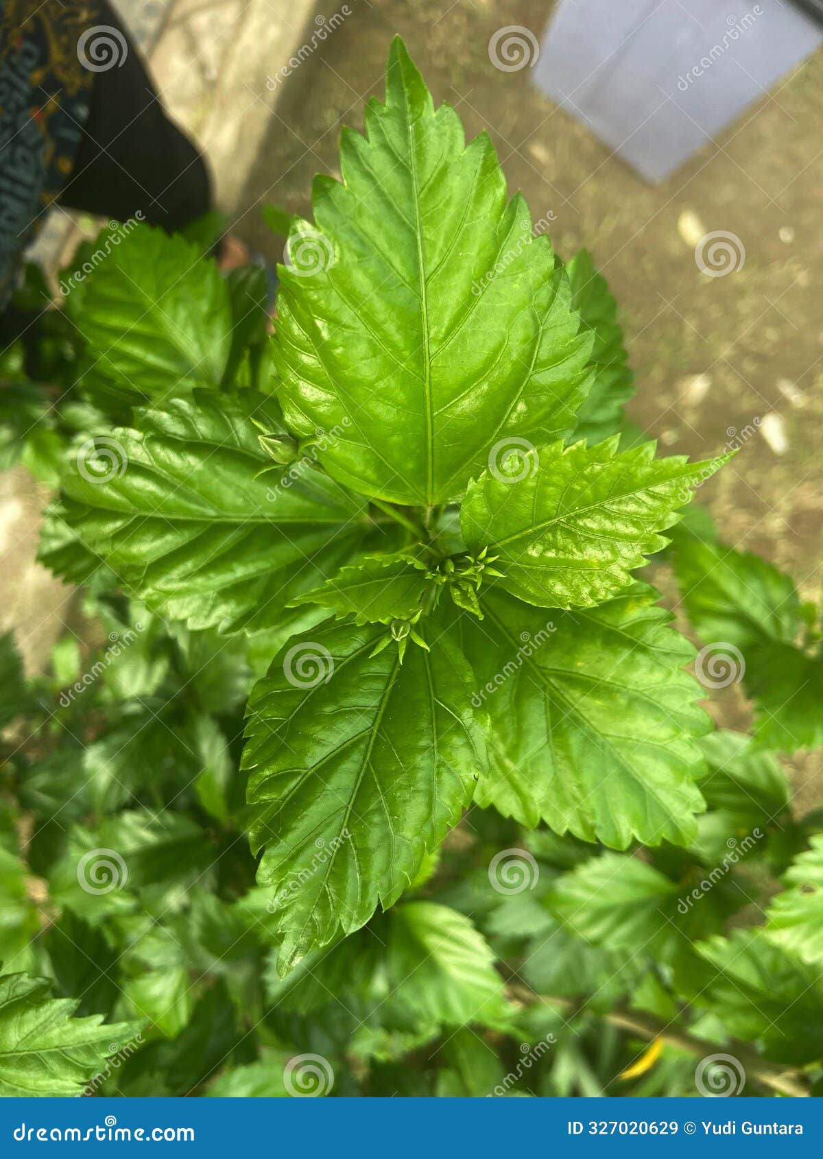 Bright Green Leaf Portrait Picture Stock Illustration - Illustration of ...