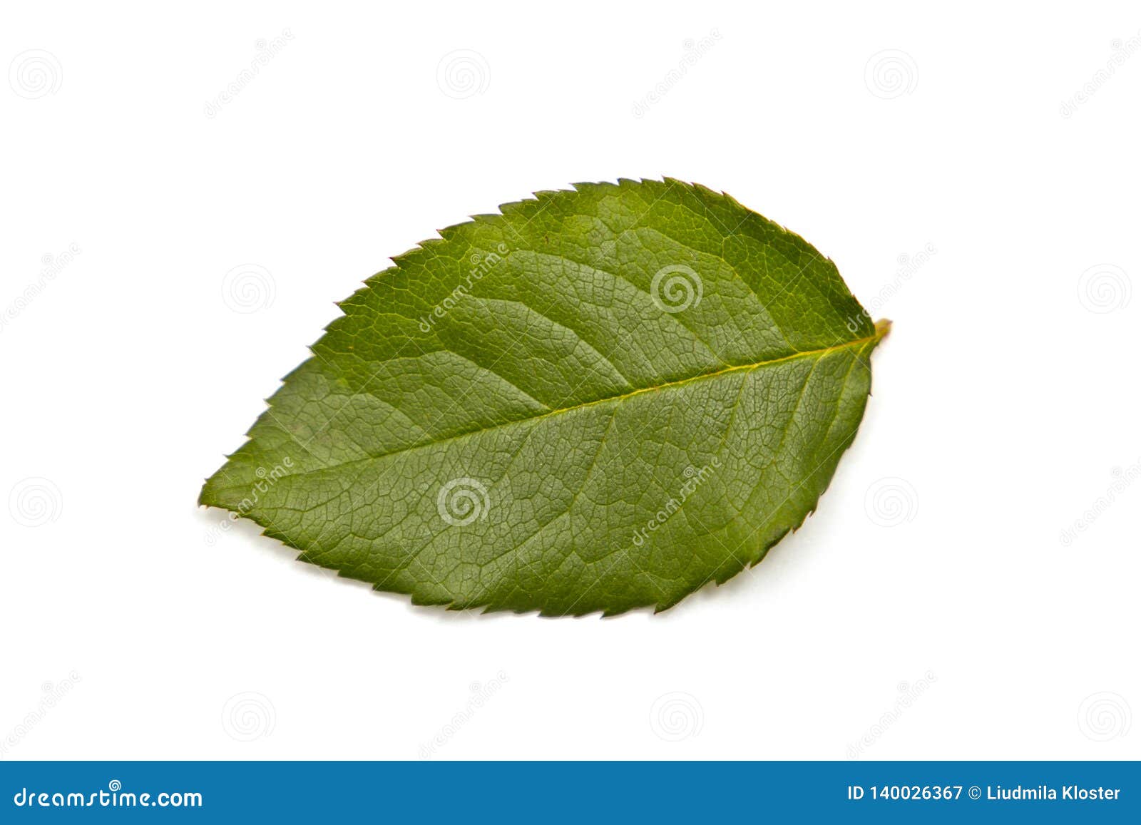 Bright Green Leaf Rose on a White Background Stock Image - Image of ...