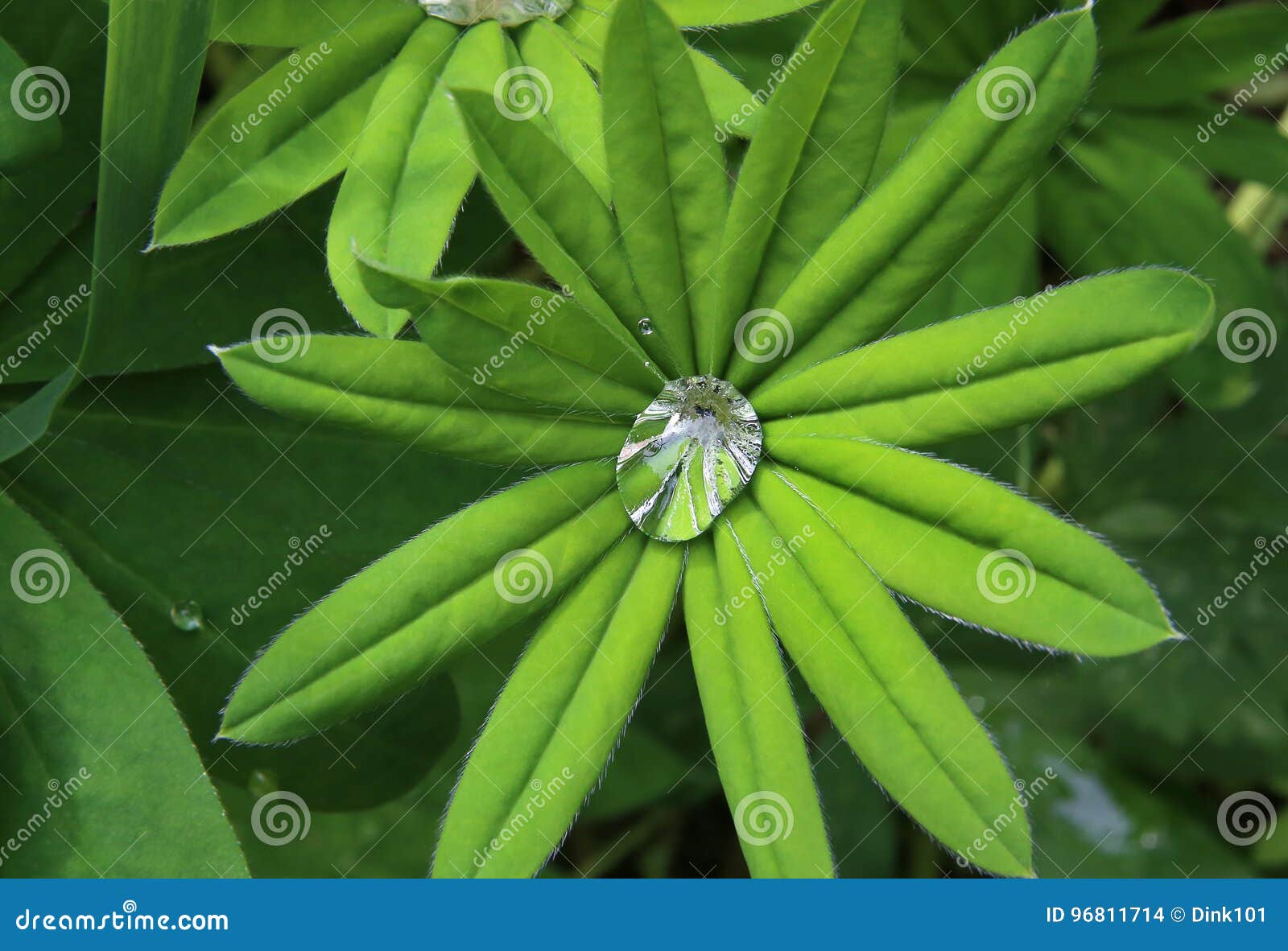 Bright Green Leaf with Transparent Water Drop Stock Photo - Image of ...