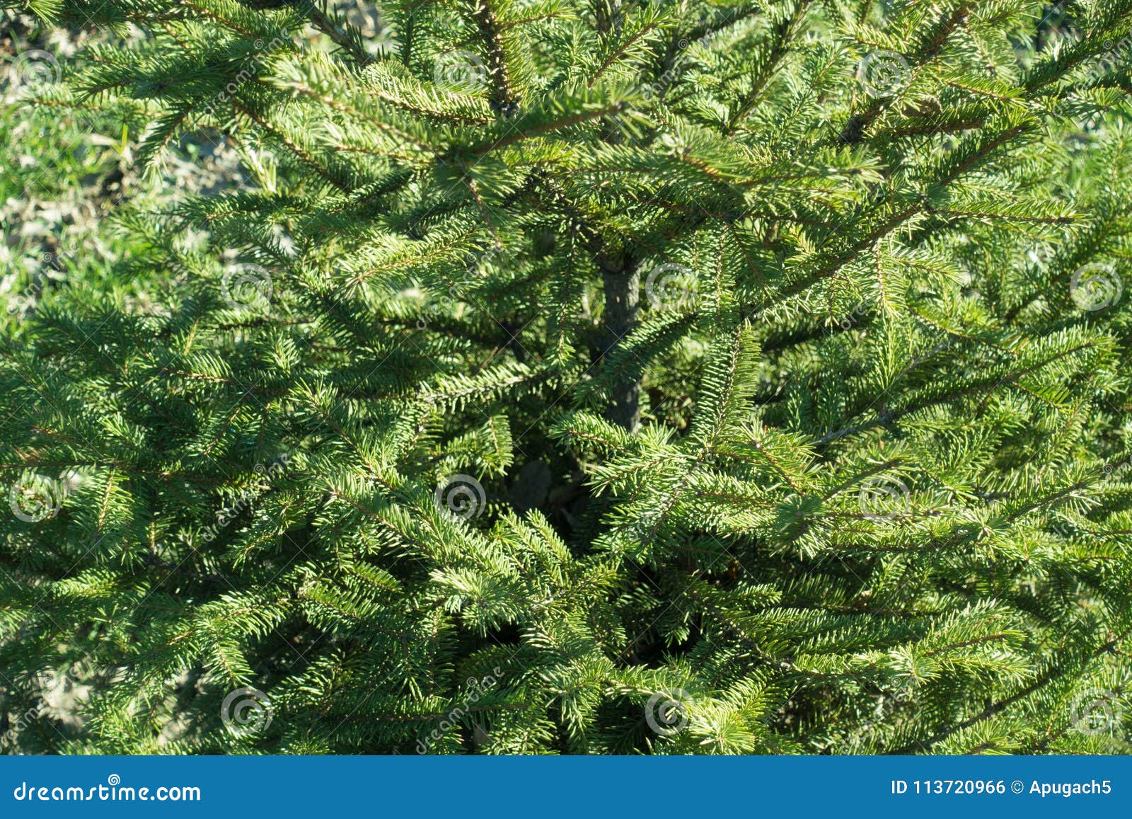 Bright Green Leafage of Common Spruce Stock Photo - Image of needle ...