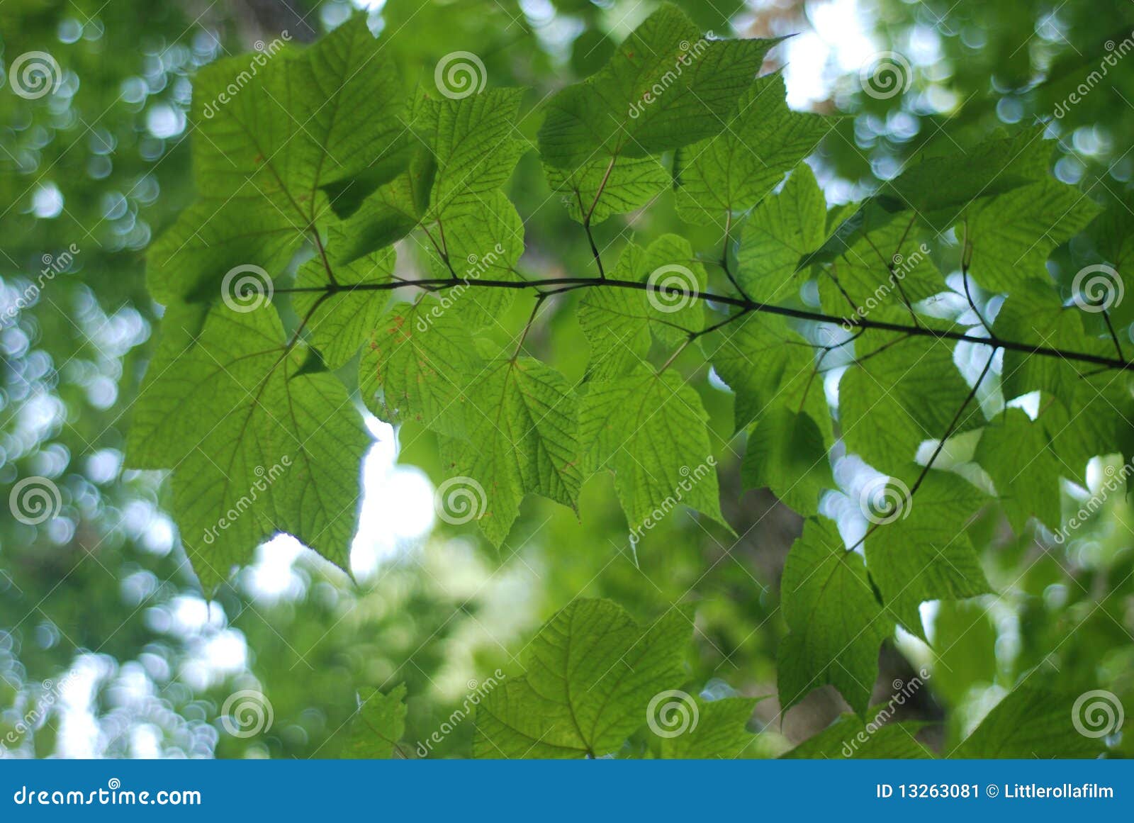 Bright Green leaves stock image. Image of tree, summer - 13263081
