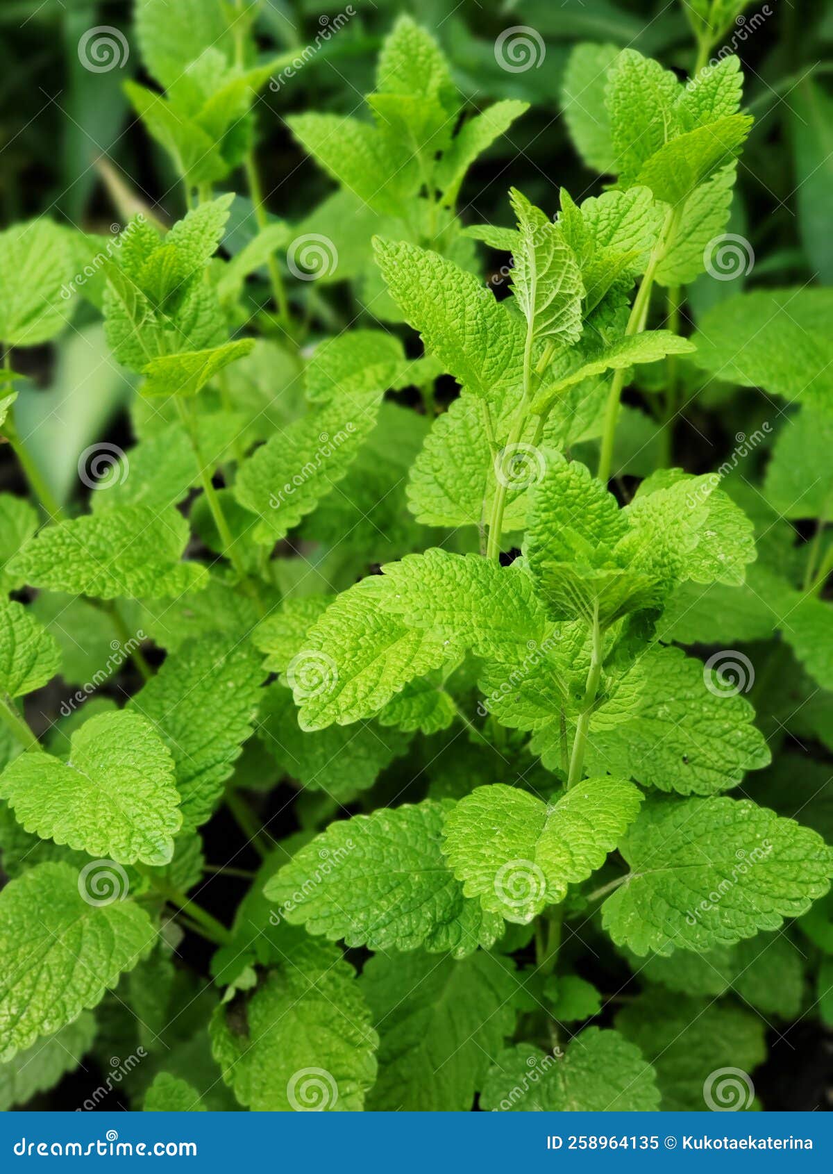 Bright Green Leaves of a Fresh Mint Shrub Stock Image - Image of field ...