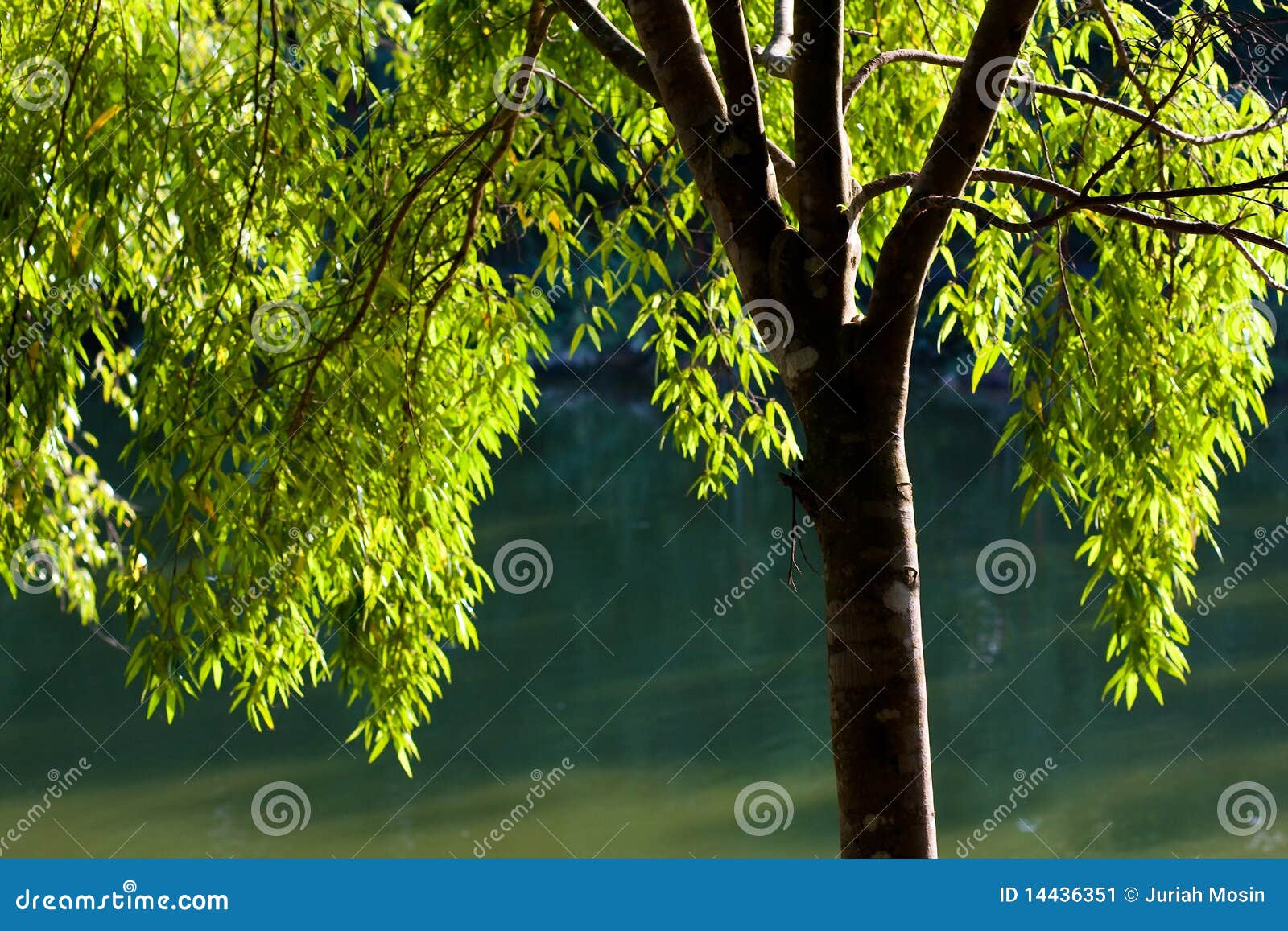 Bright Green Leaves Hanging From A Tree Stock Image - Image: 14436351