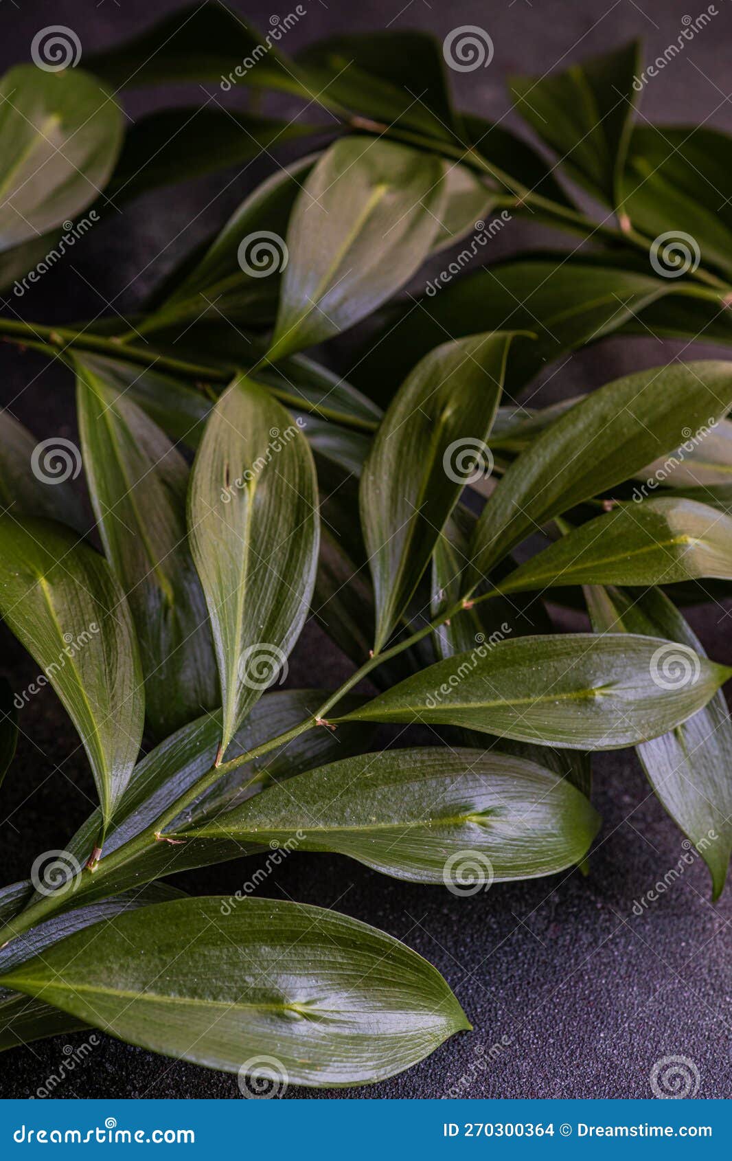 Bright Green Leaves of Italian Ruscus Plant Stock Photo - Image of ...