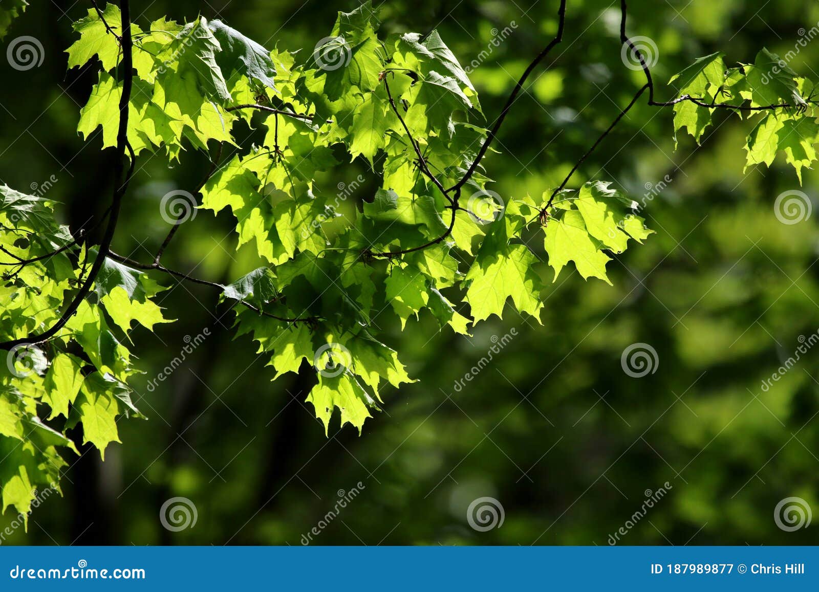 Green Maple Leaves stock image. Image of nature, growth - 187989877