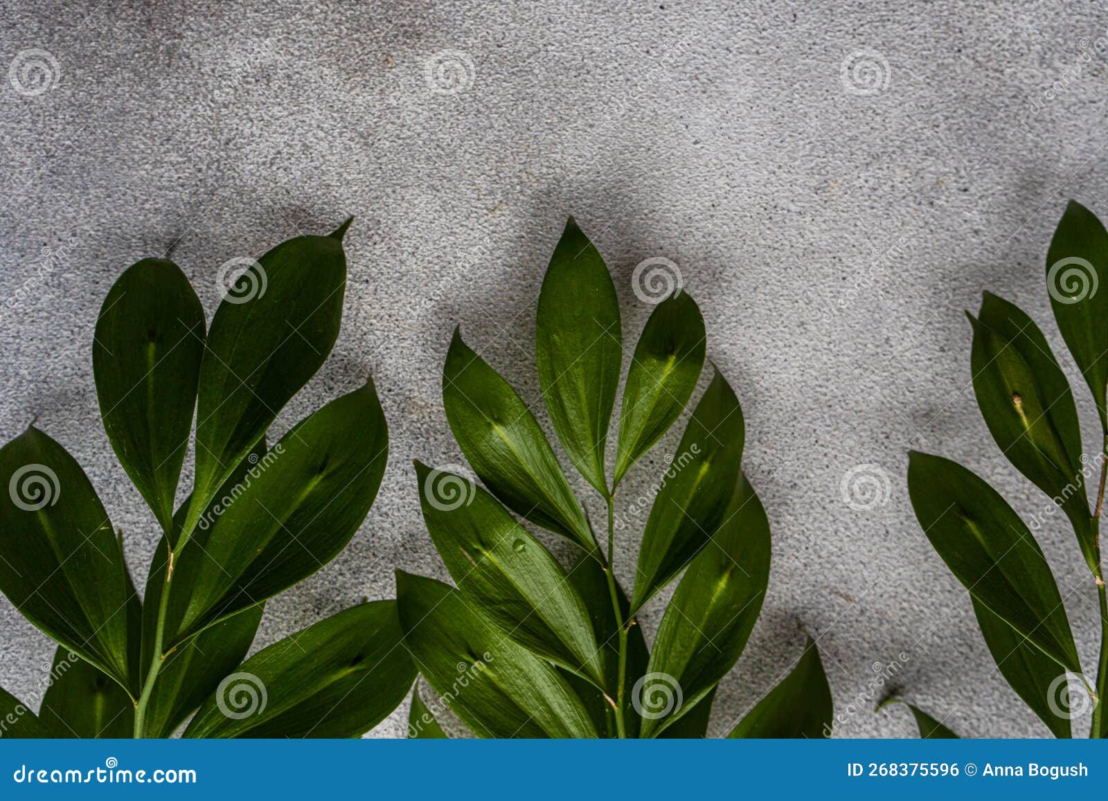 Bright Green Leaves of Ruscus Plant Stock Photo - Image of green ...