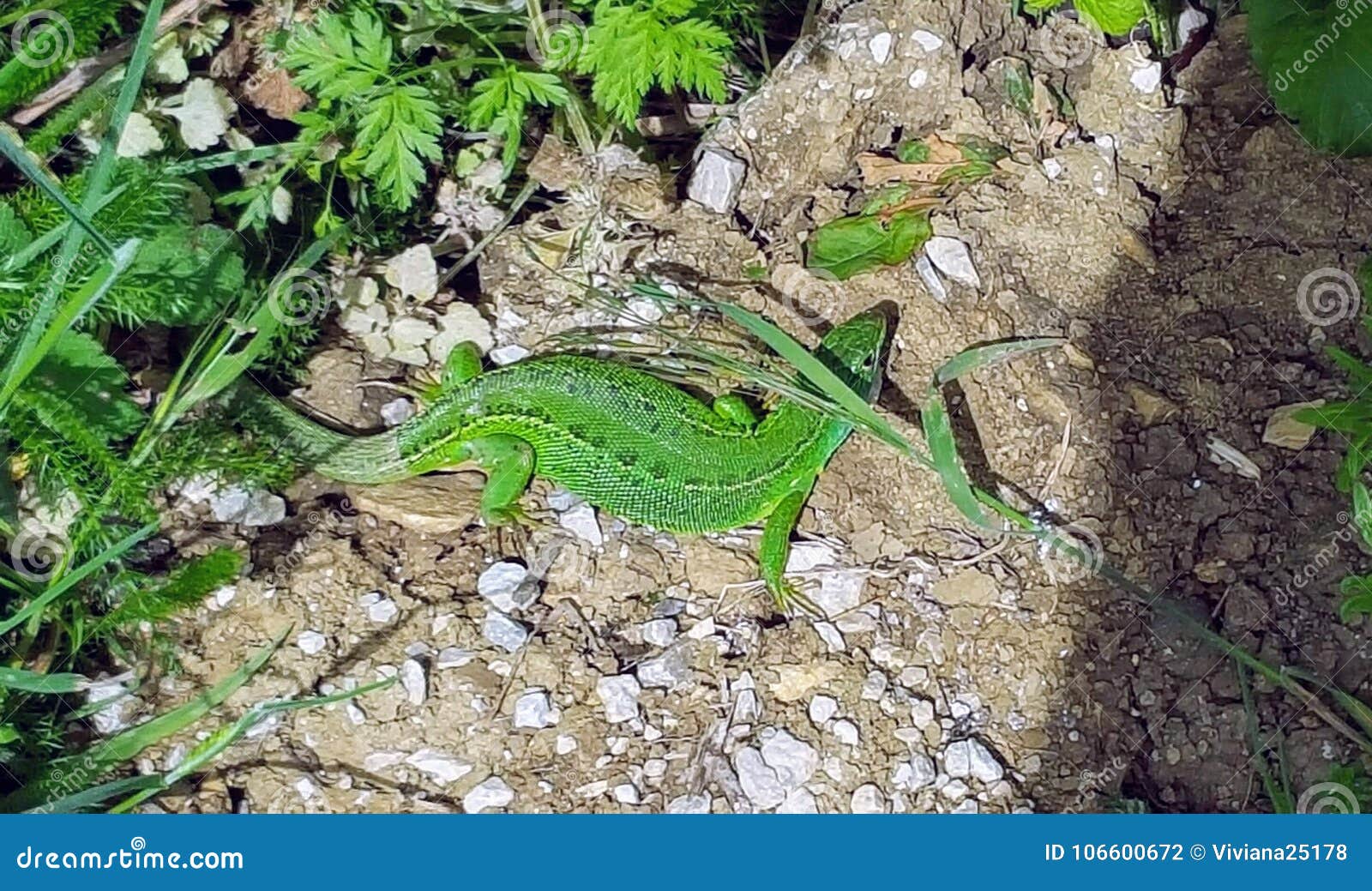 A Bright Green Lizard in the Grass Stock Photo - Image of green, grass ...