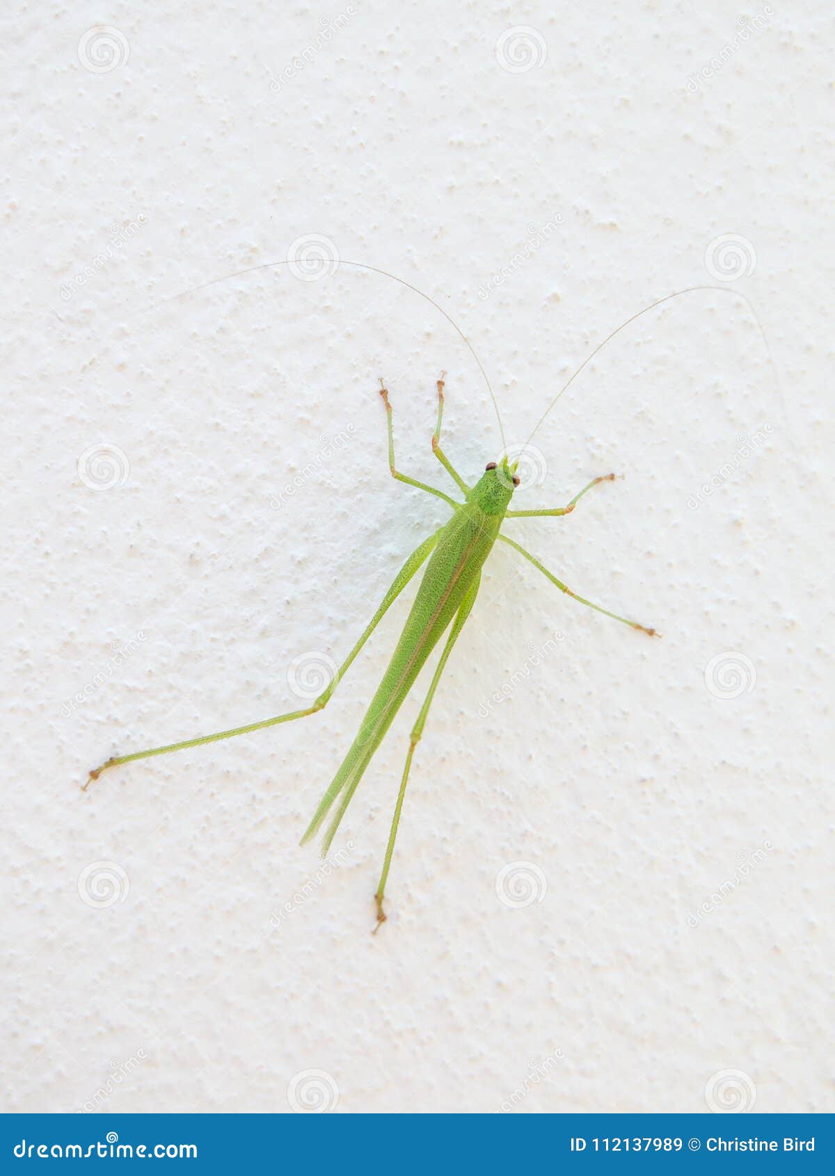 Bright Green Luminous Cricket Insec Stock Image - Image of cricket ...
