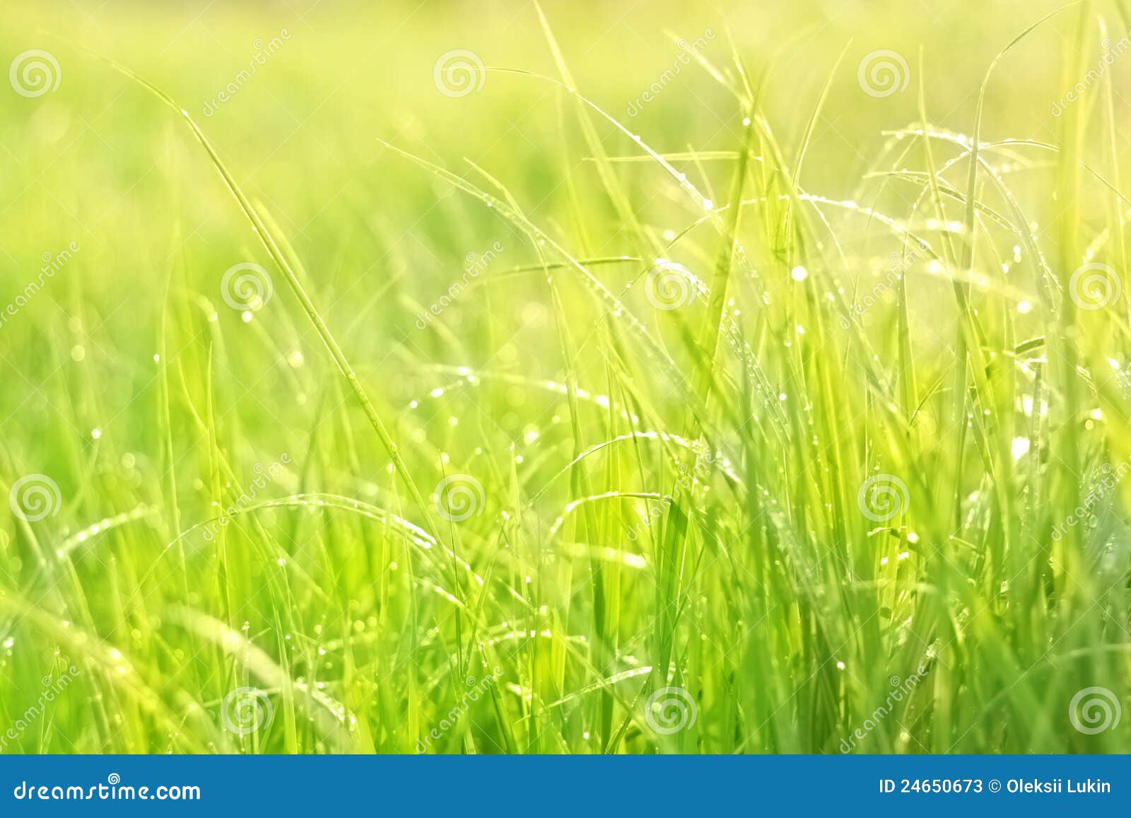Bright green lush grass stock image. Image of foliage - 24650673