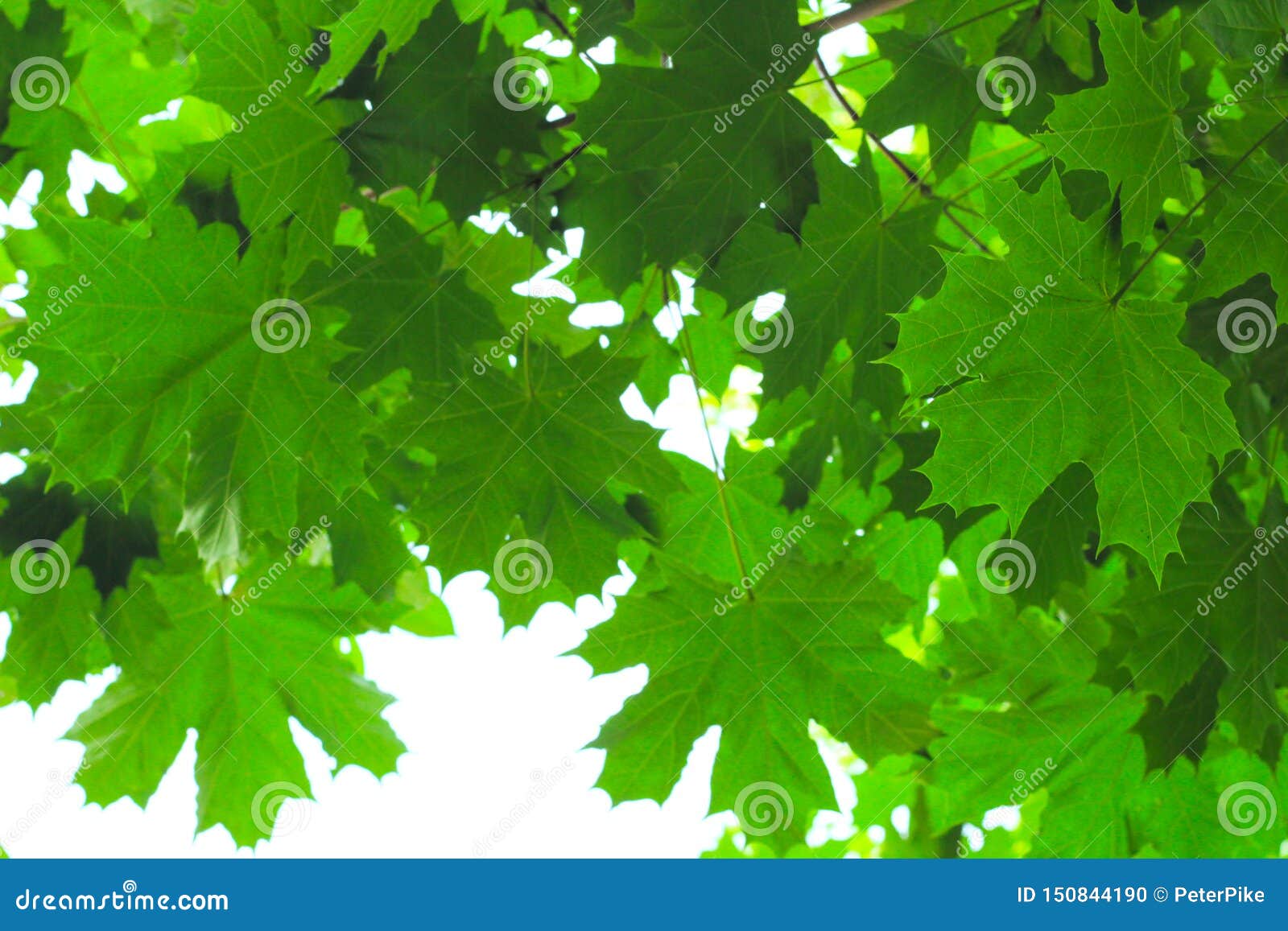 Bright Green Maple Leaves Against the Sky Stock Photo - Image of ...