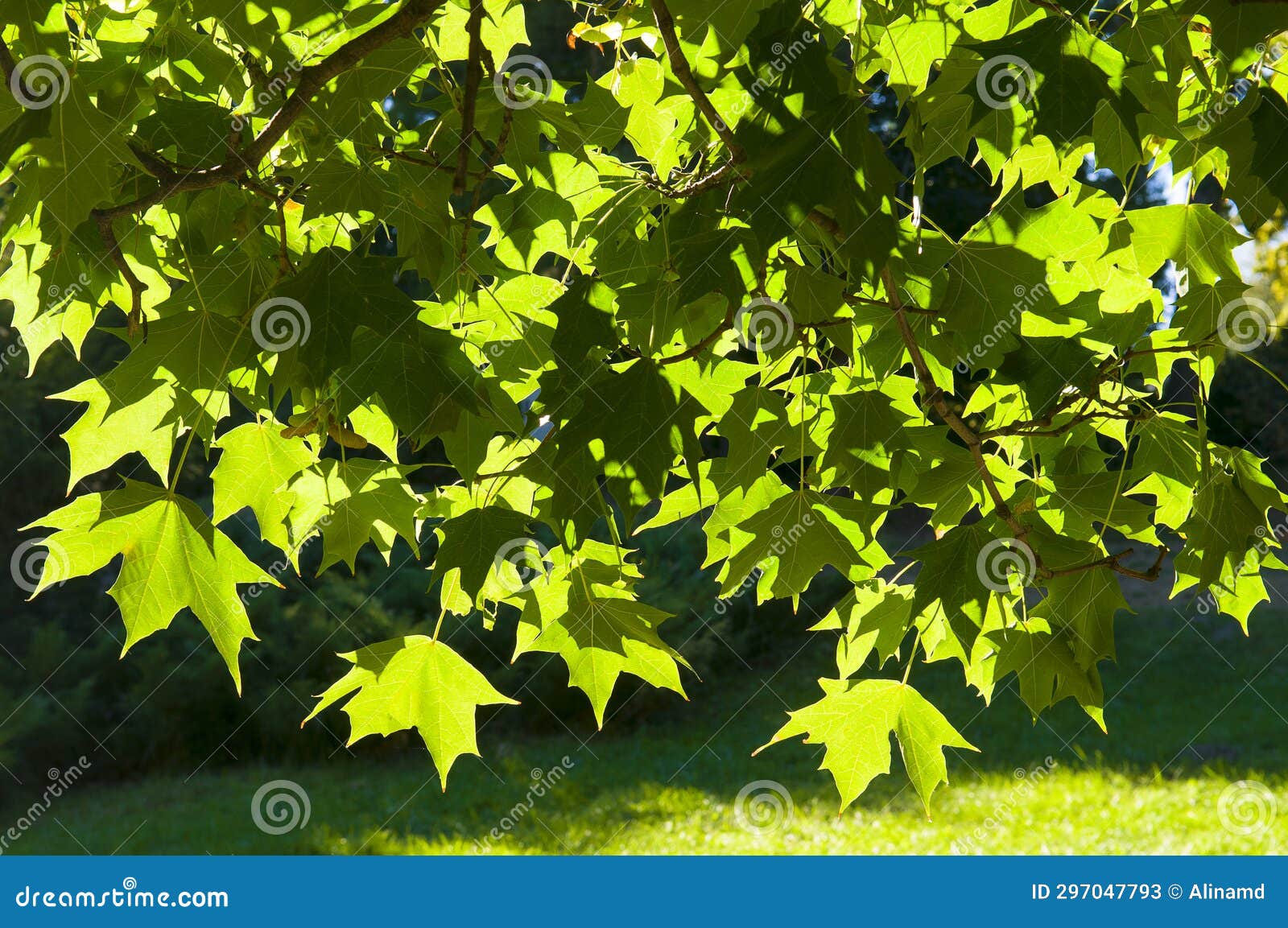 Bright Green Maple Leaves on a Background of Blue Sky Stock Image ...