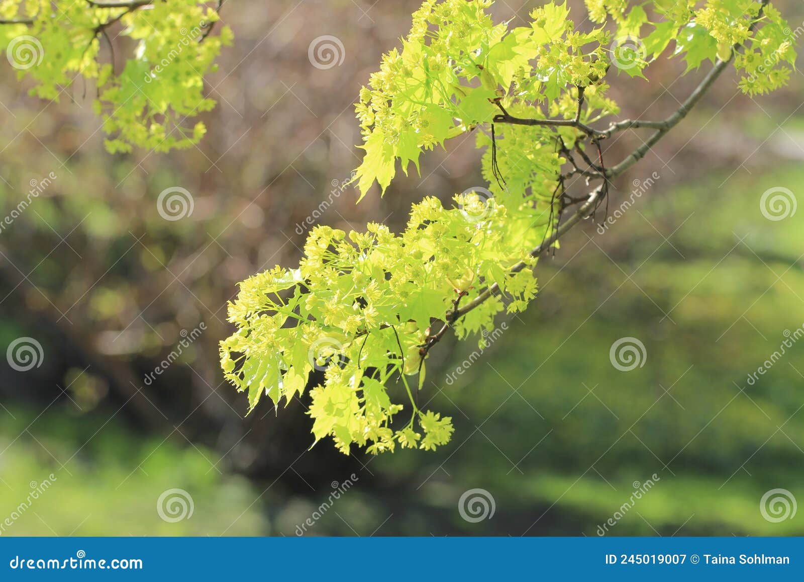 Bright Green Maple Tree Flowers Stock Image - Image of beautiful ...