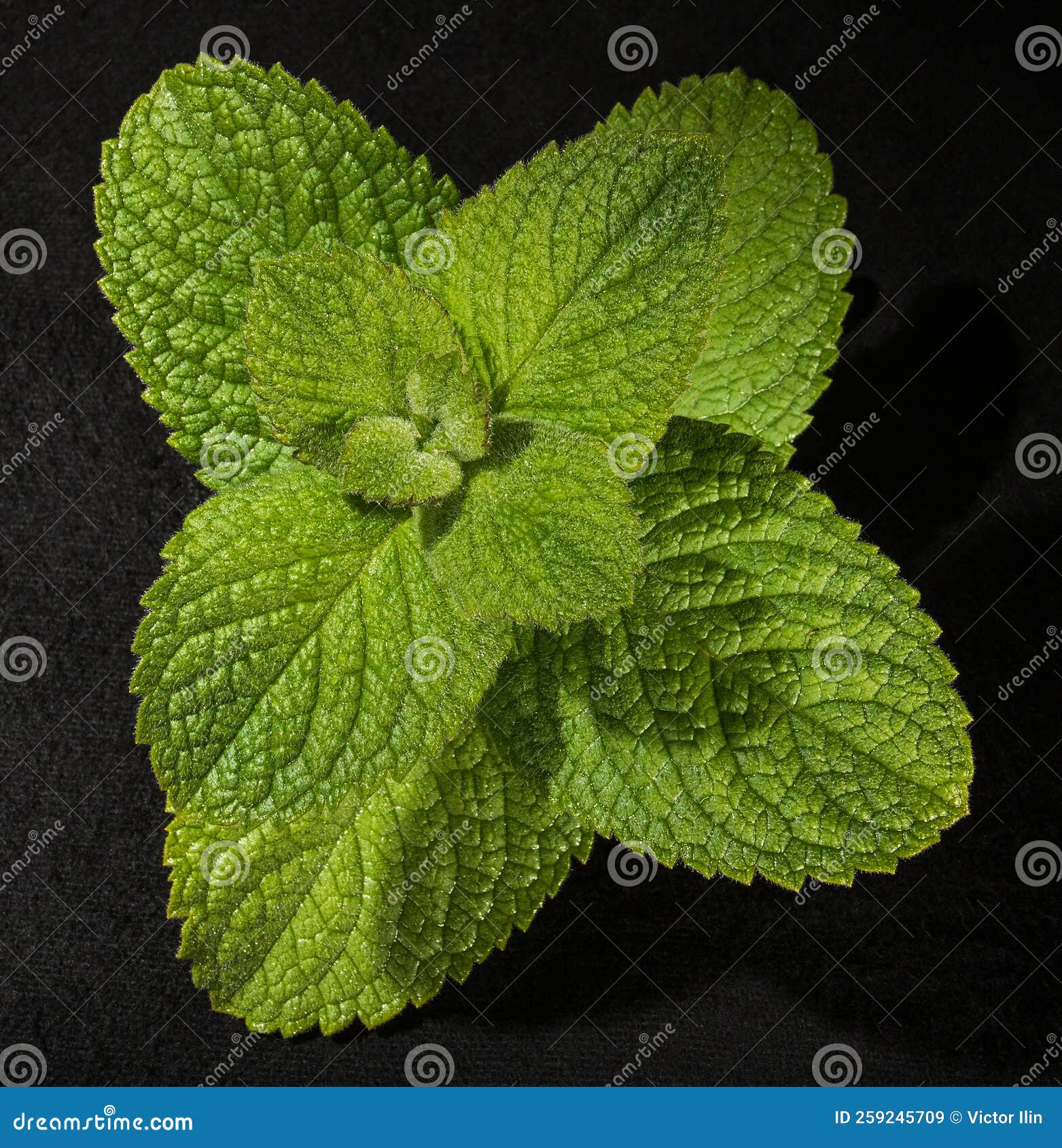 Bright Green Mint Leaves Close-up on a Black Background Stock Image ...