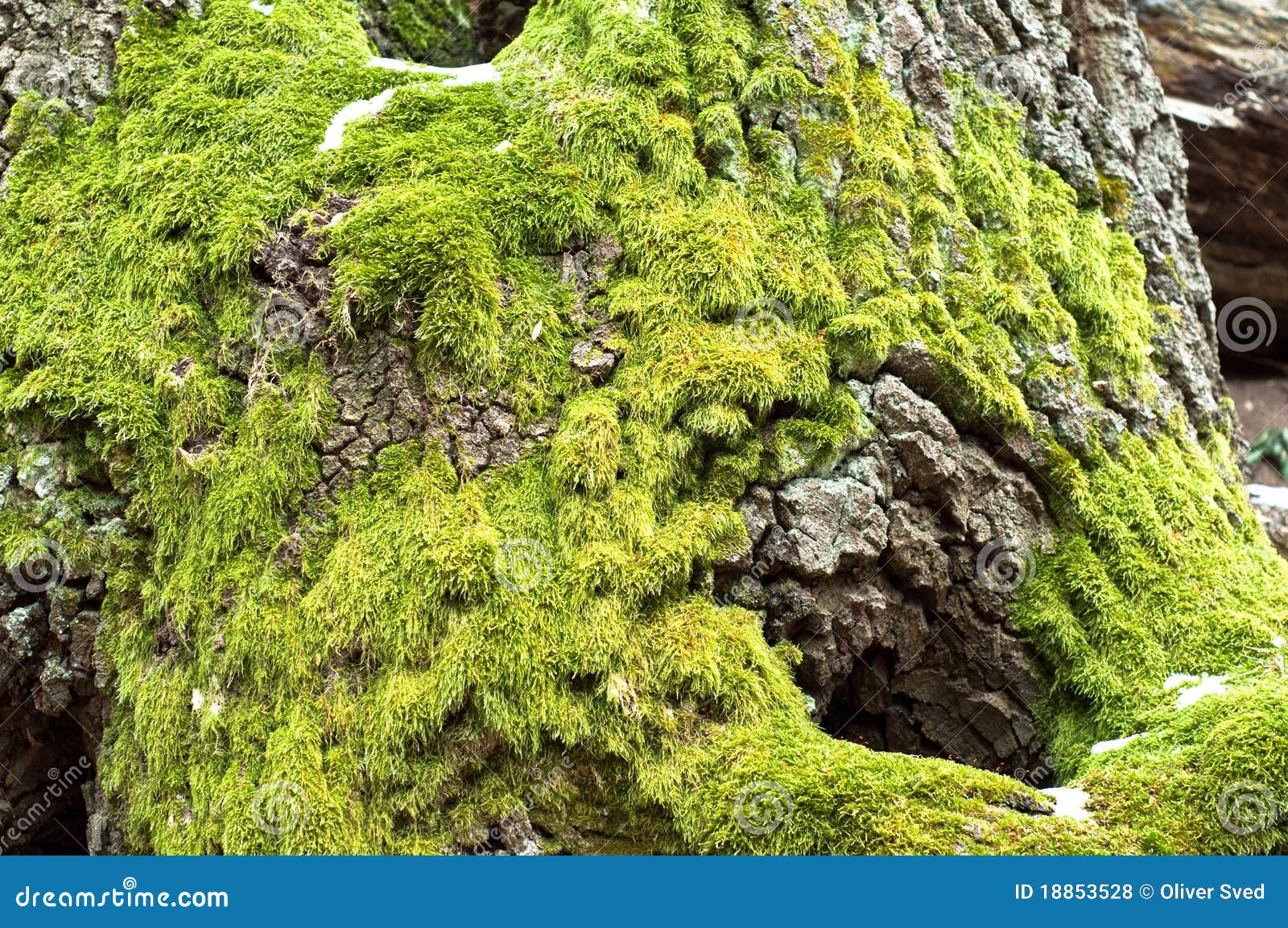 Bright green moss stock photo. Image of season, grass - 18853528