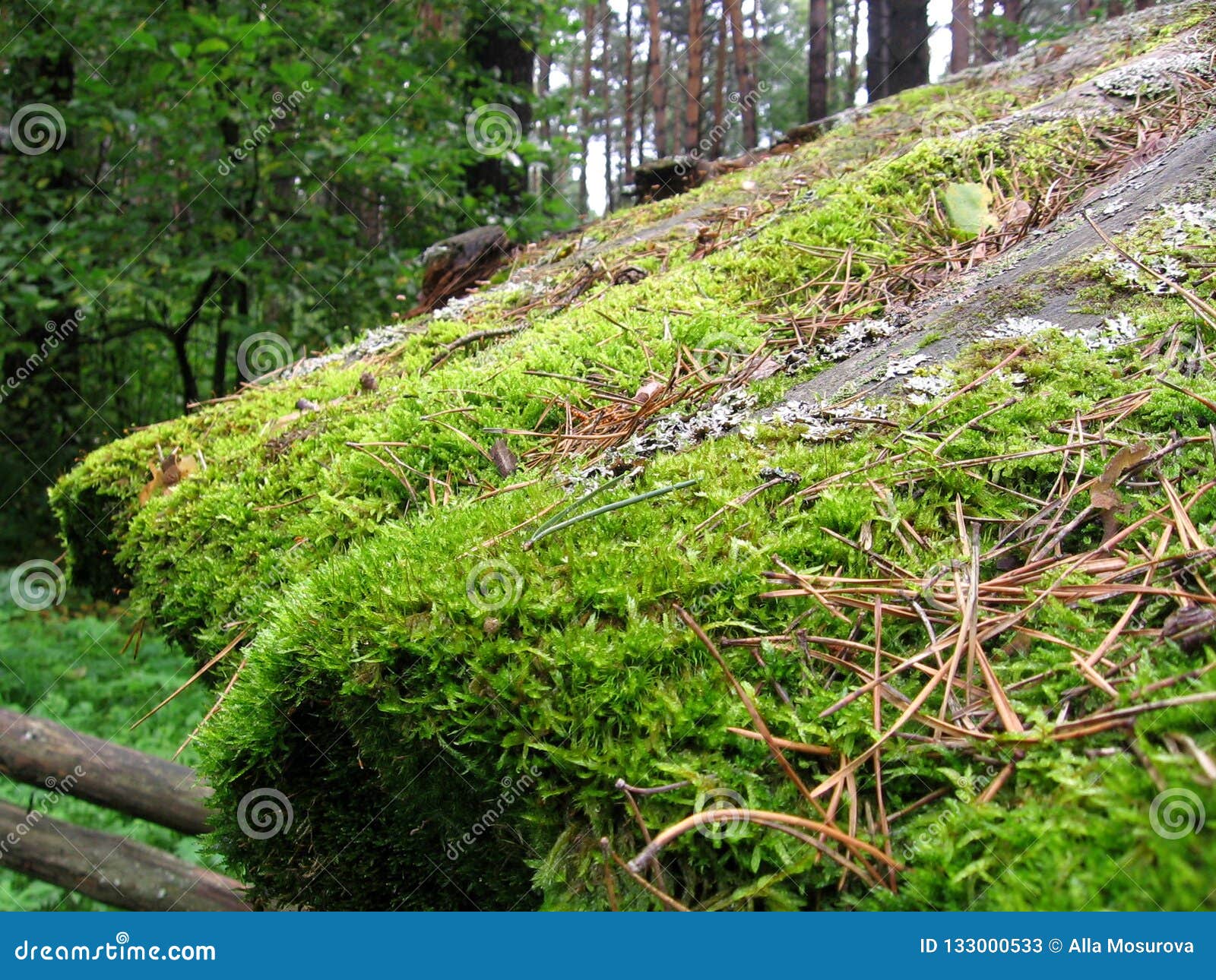 Bright Green Moss Covered the Old Log in the Forest Stock Image - Image ...