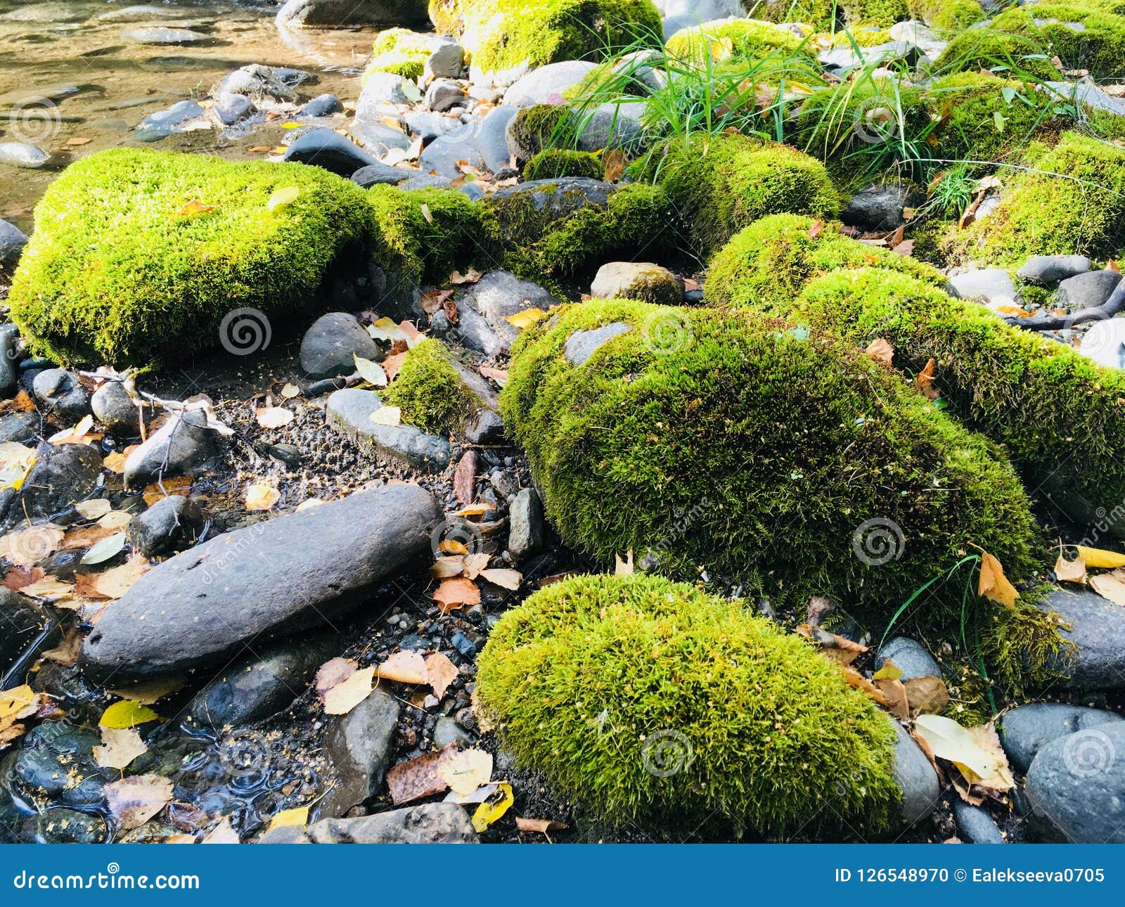 Bright Green Moss in the Forest Stock Photo - Image of texture, nature ...