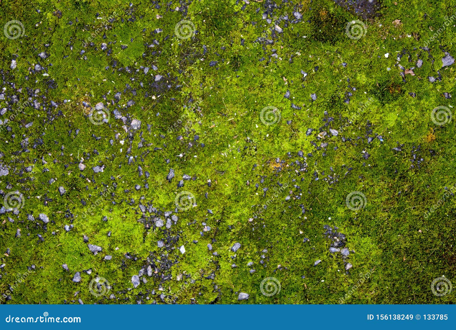 Bright Green Moss with Gray Blue Stones, Top View. Natural Surface ...