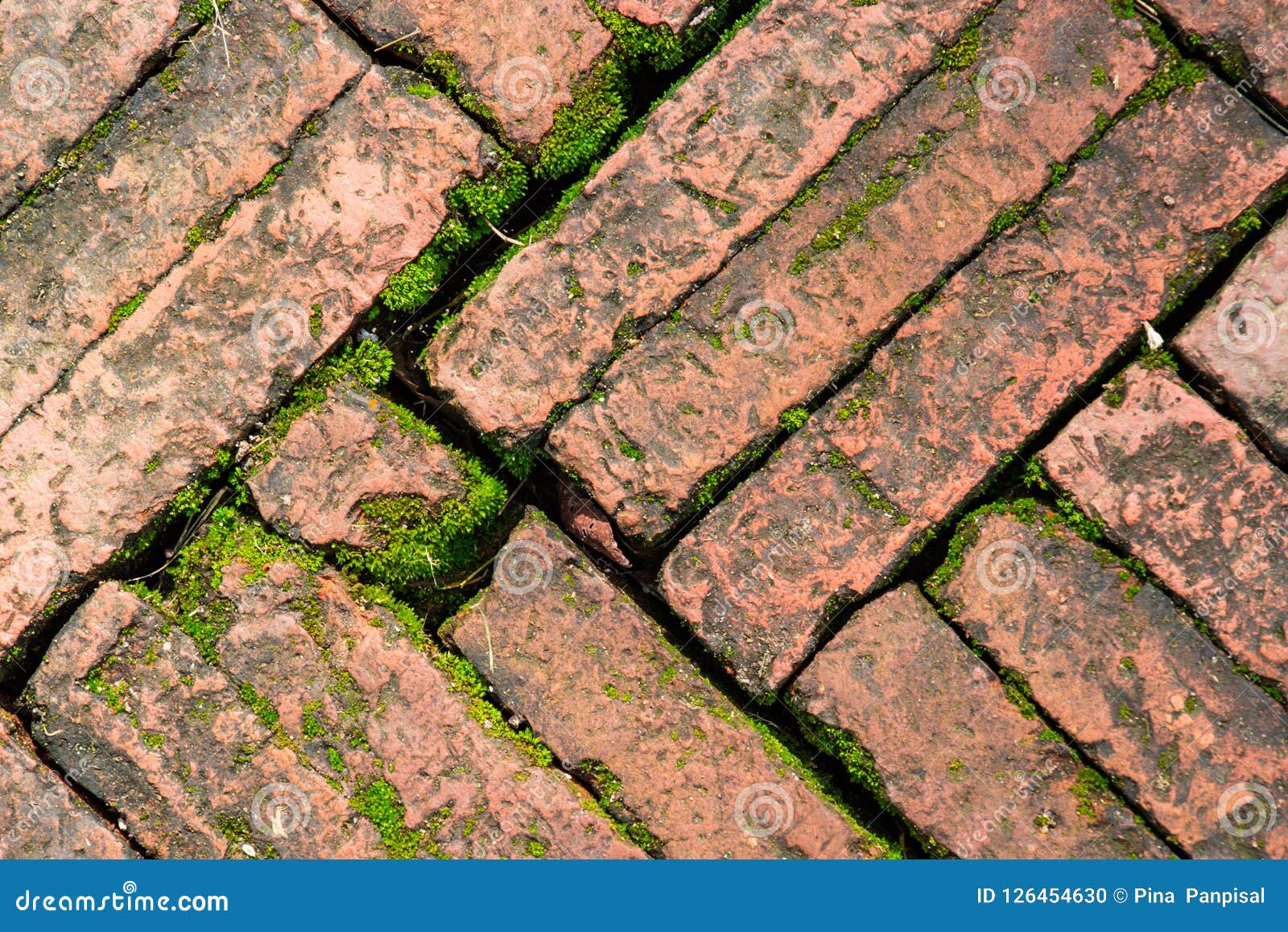 Bright Green Moss Growing on Brick Surface Old Red Block Paving Stock ...