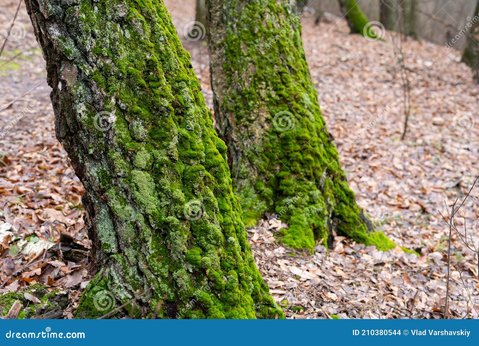 Bright Green Moss Growing on the North Side of Trees in the Forest ...