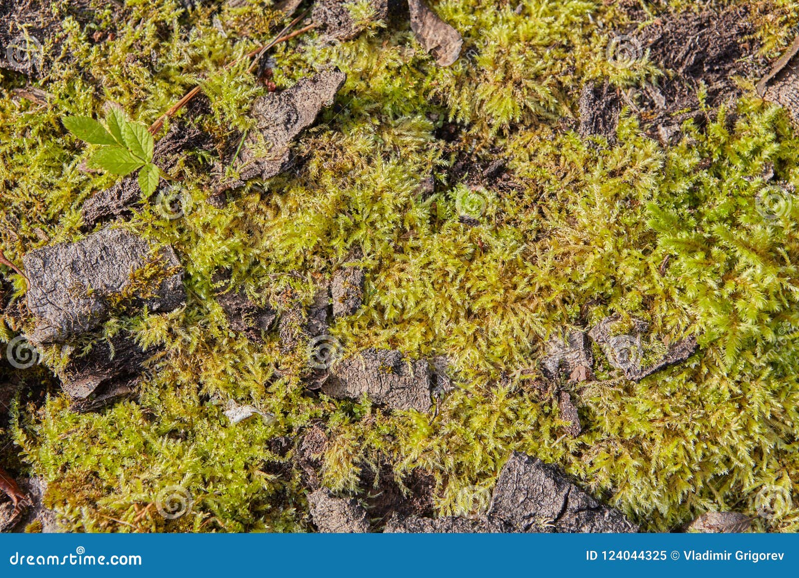 Moss on Tree Close Up, Texture for Backdrop. Stock Image - Image of ...