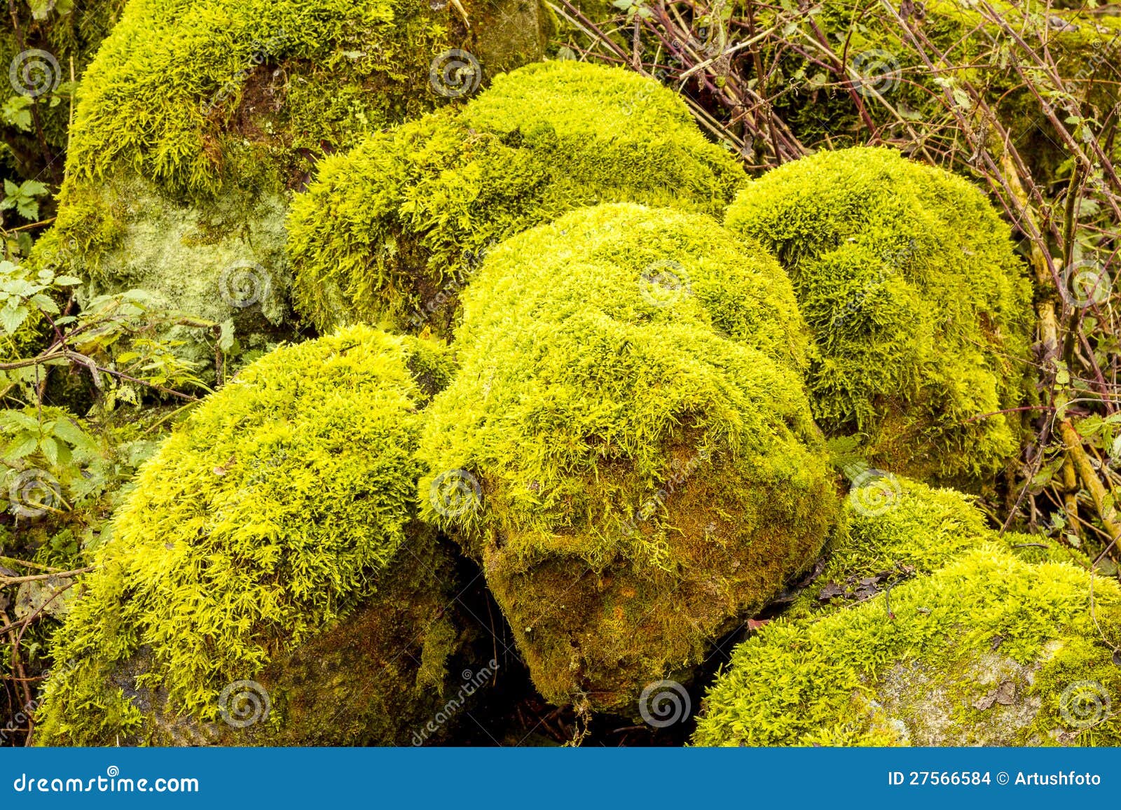 Bright Green Moss on stone stock photo. Image of lichens - 27566584